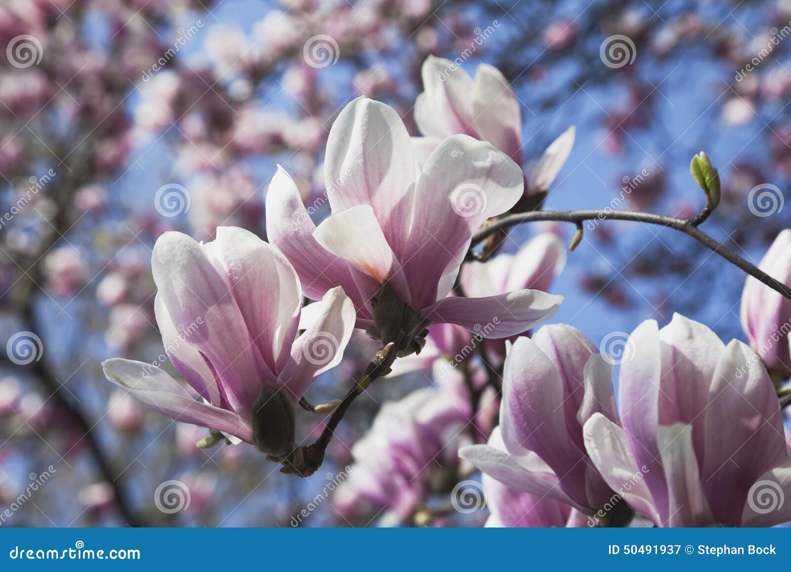 Germany, Pink Magnolia Blossoms Stock Image - Image of blossoming ...