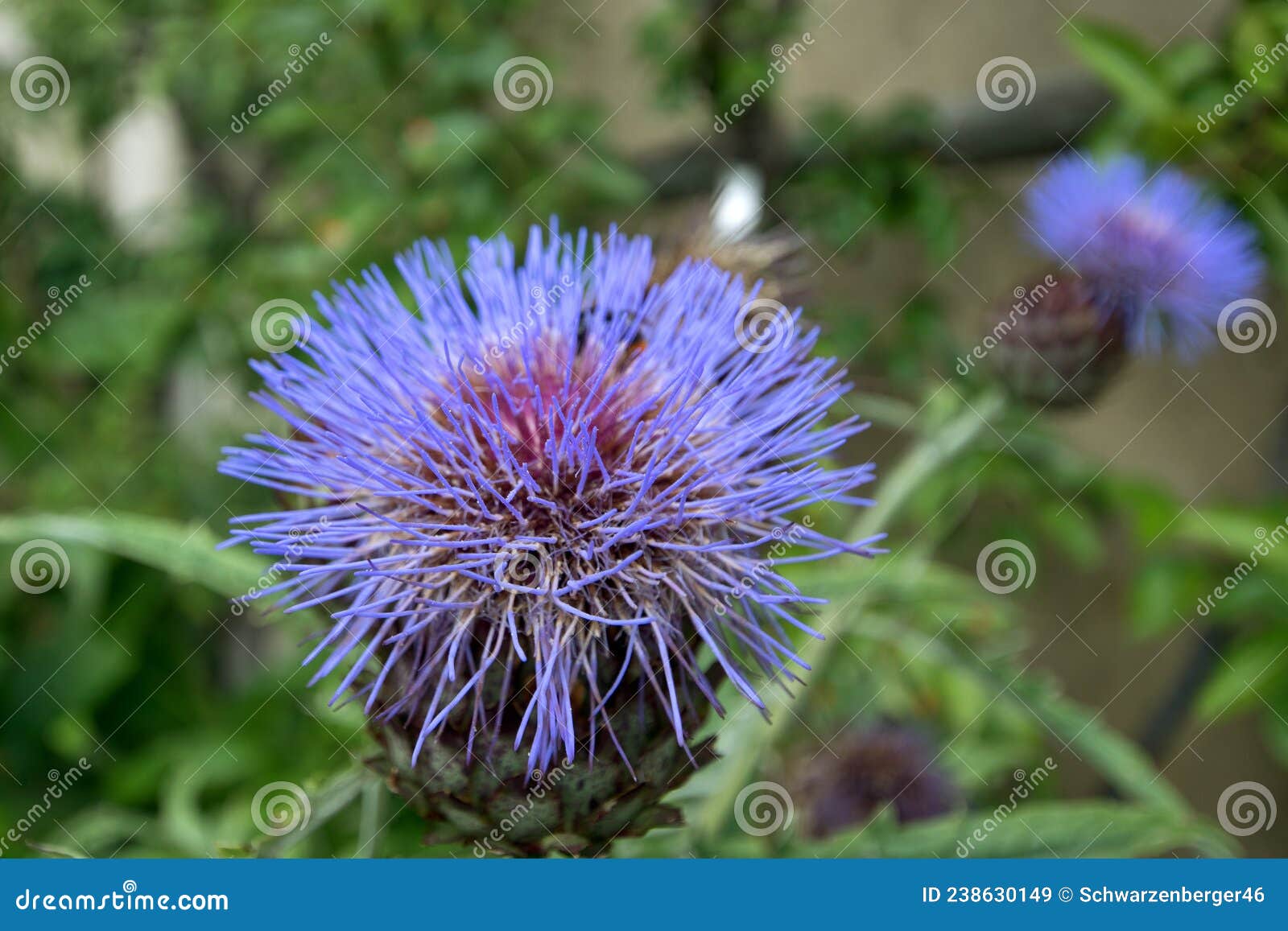 Germany: Purple thistle stock image. Image of nature - 238630149