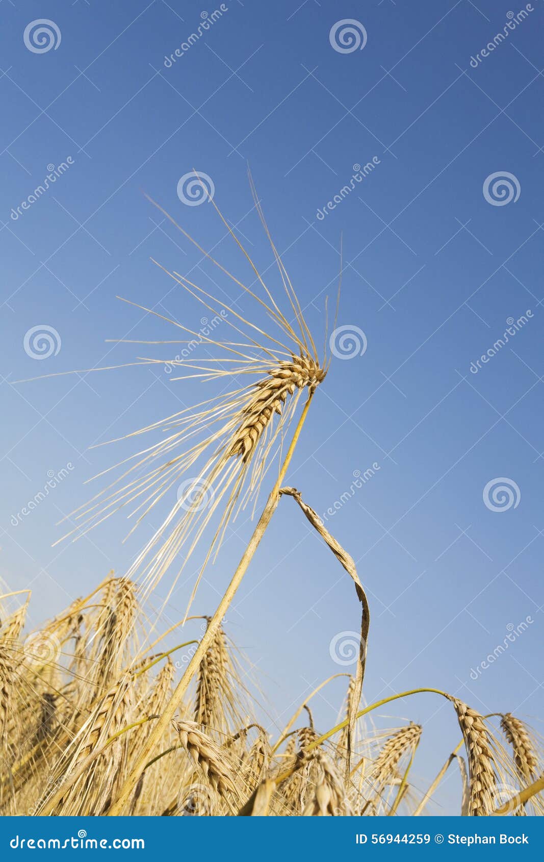 Germany, Rye Field, Ripe, Rye Stock Image - Image of cereals, copy ...