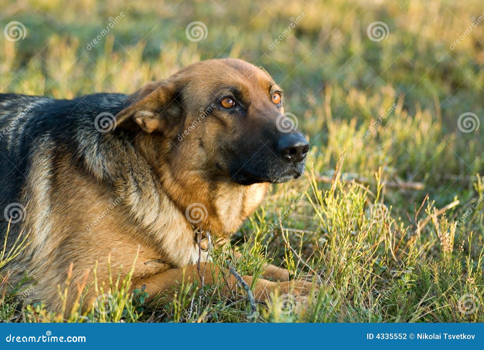 Germany Sheep-dog stock photo. Image of canine, effort - 4335552