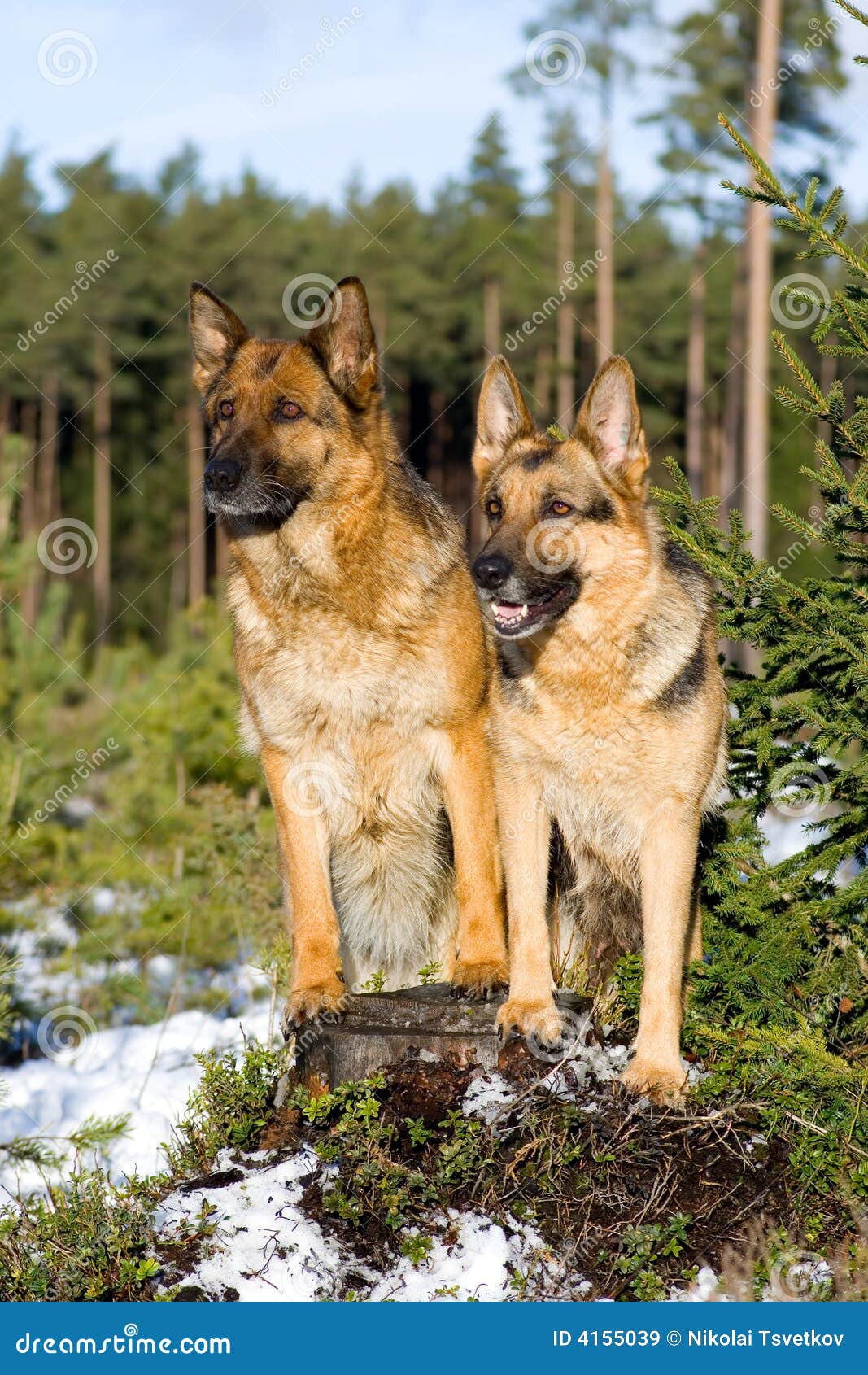 Germany Sheep-dogs stock image. Image of friendly, green - 4155039