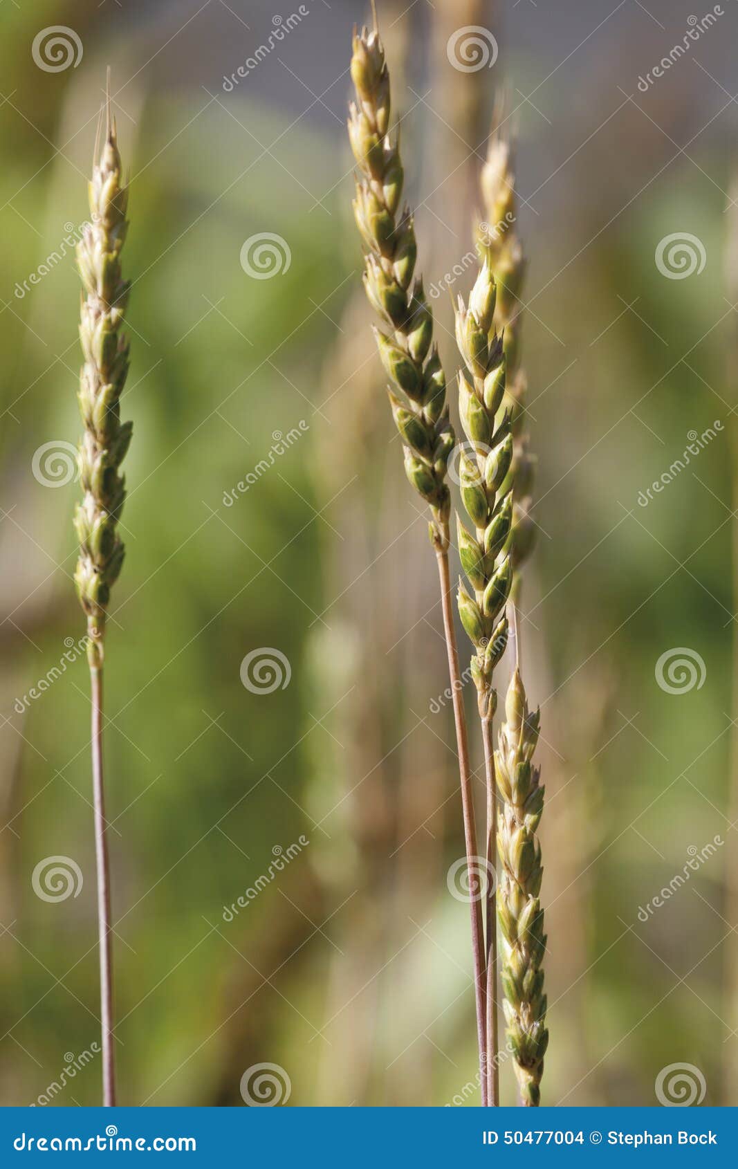 Germany, Spelt, close up stock photo. Image of nature - 50477004