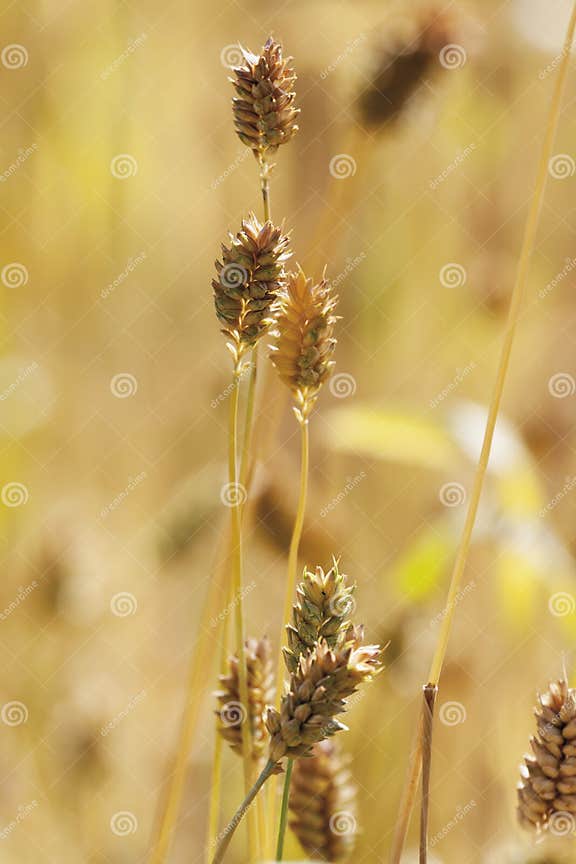 Germany, Triticum Compactum, Close Up Stock Image - Image of people ...