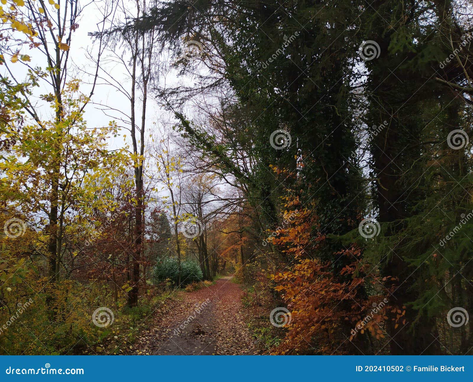 Germany Wald showed stock photo. Image of branch, sunlight - 202410502