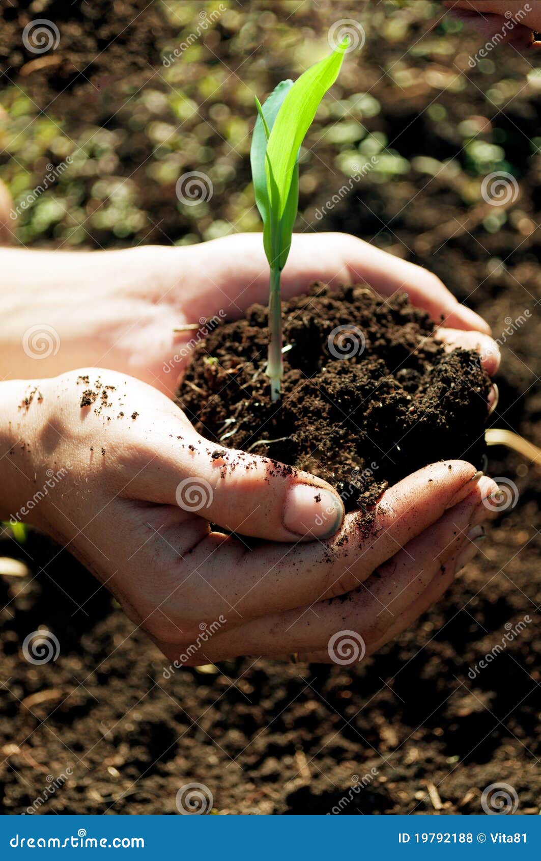 Germe dans les mains photo stock. Image du agriculture - 19792188