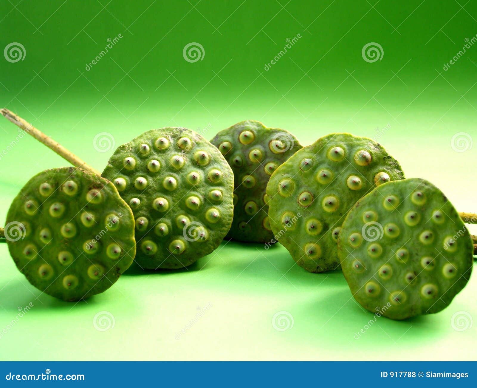 Germen del loto 4 foto de archivo. Imagen de efecto, comestible - 917788