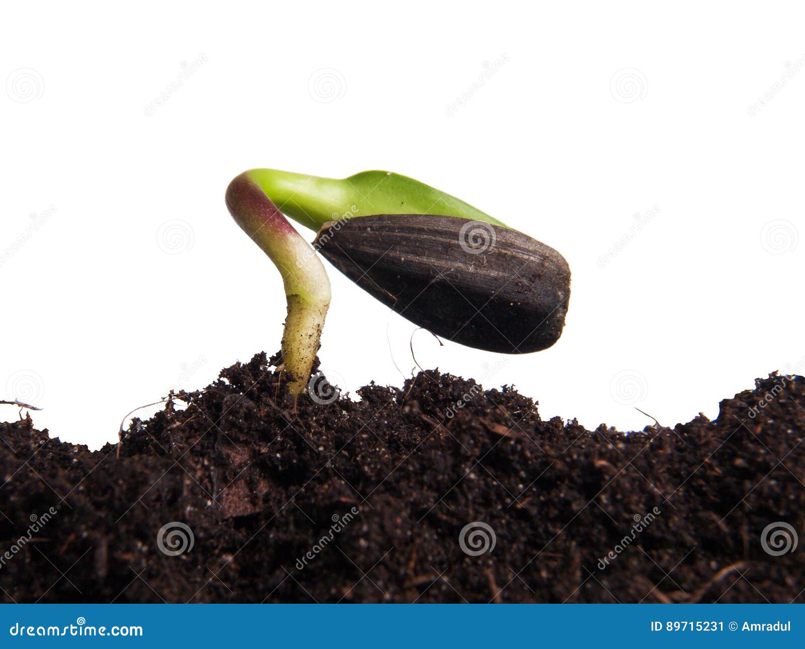 Germinación De Las Semillas De Girasol Imagen de archivo - Imagen de ...