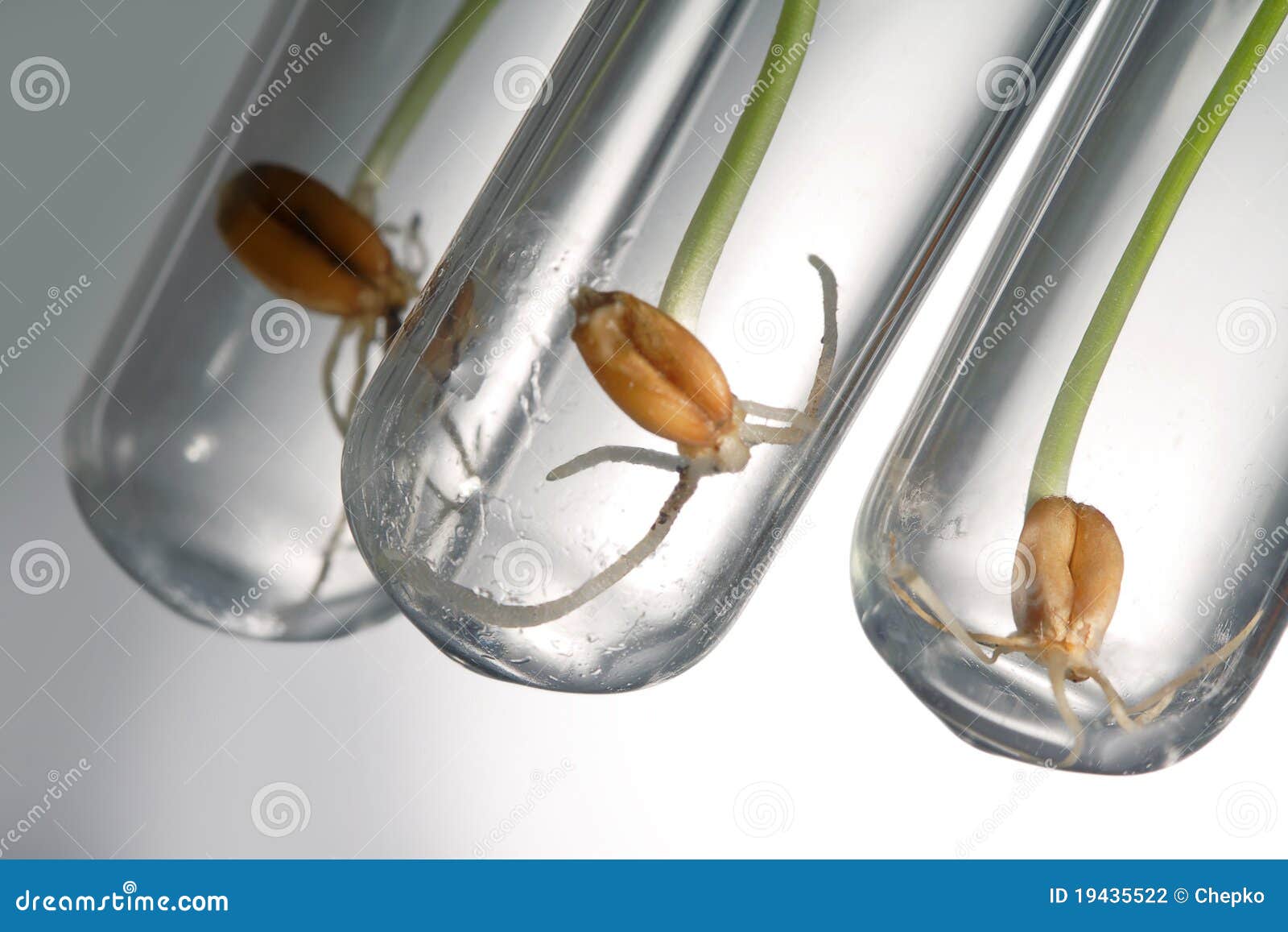 Germinate seed stock photo. Image of equipment, small - 19435522