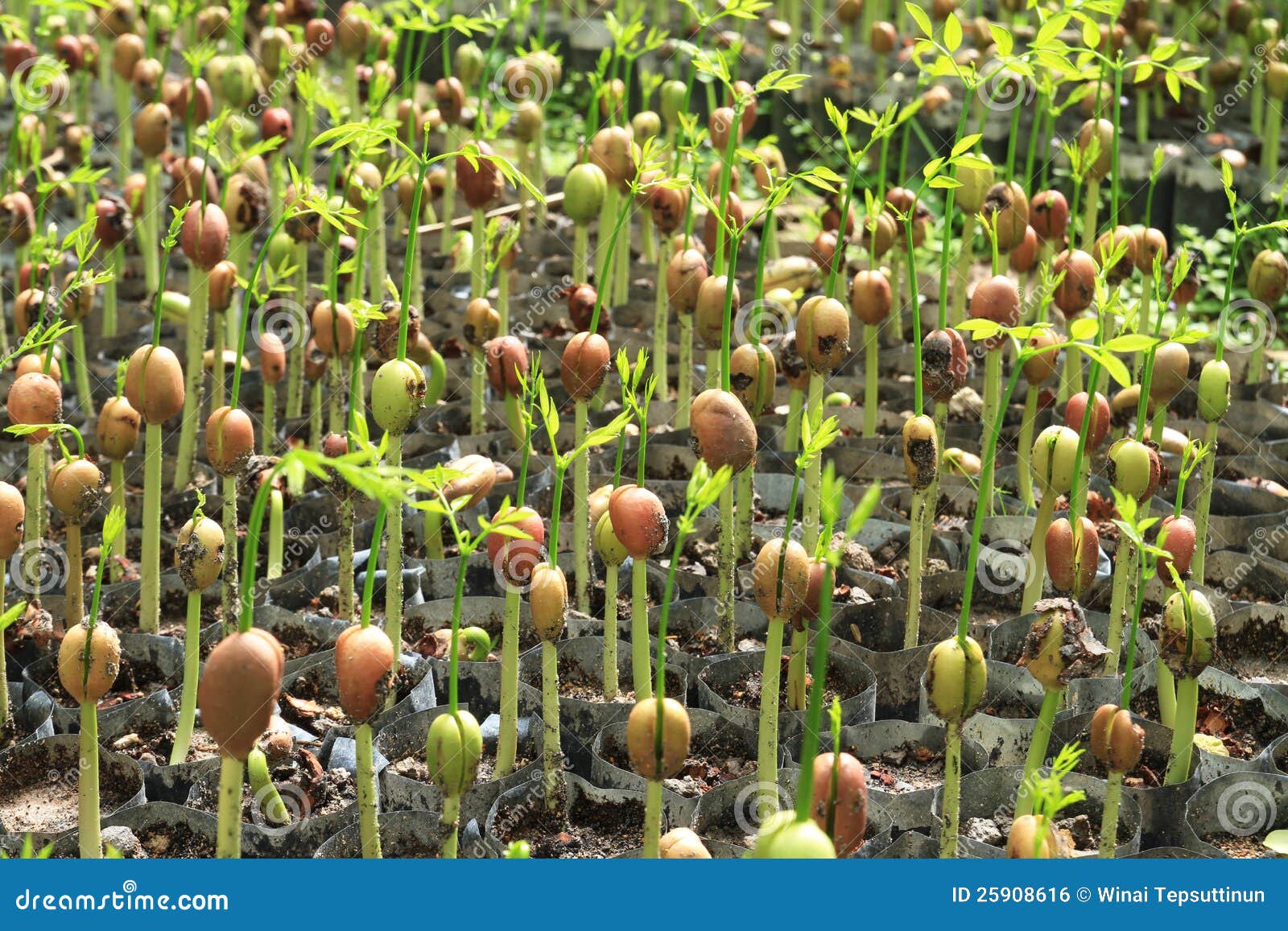 Germinate seed stock photo. Image of nature, seed, grow - 25908616