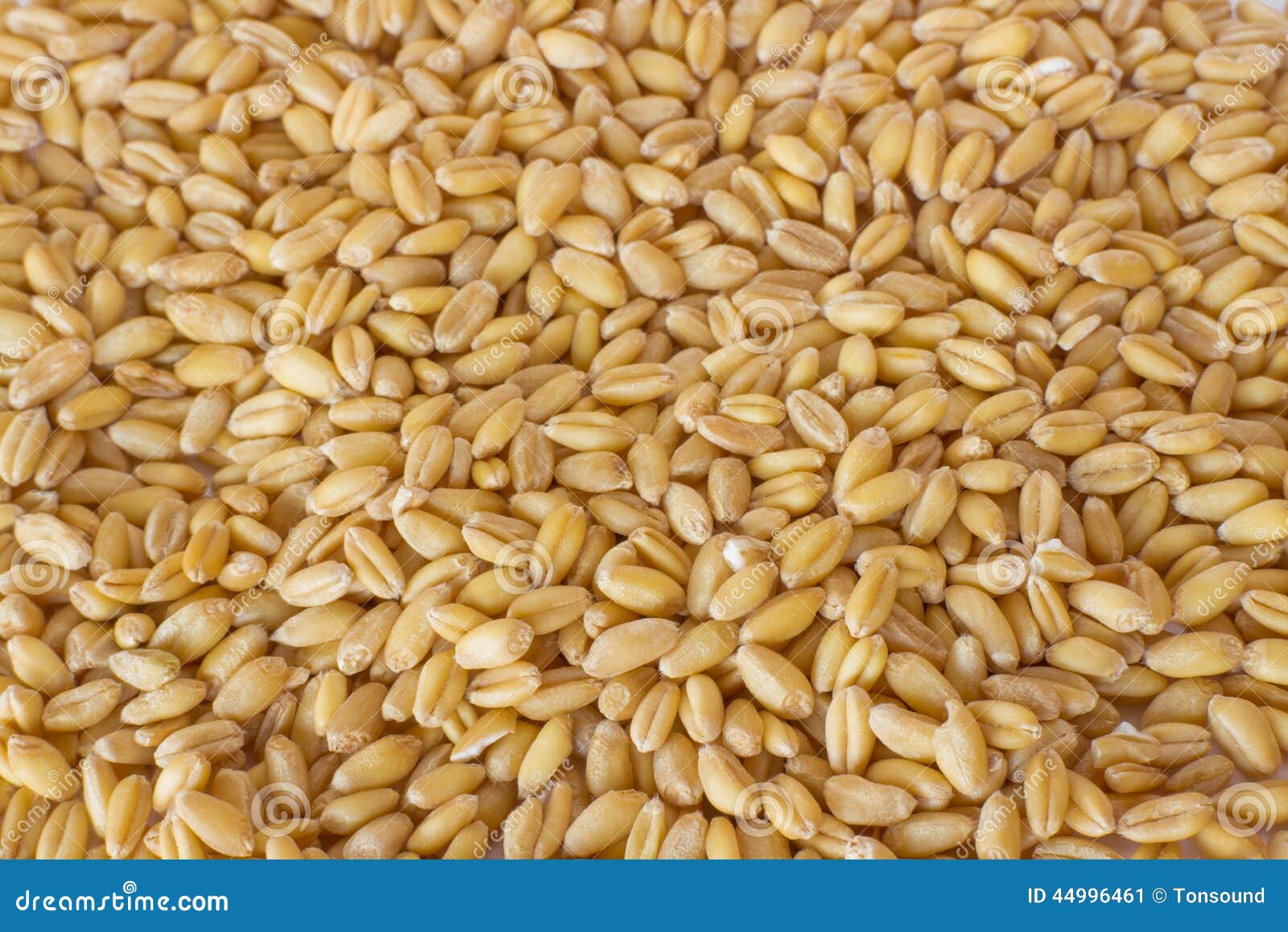 Germinated Brown Rice or GABA-rice, Medicinal Properties. Stock Image ...