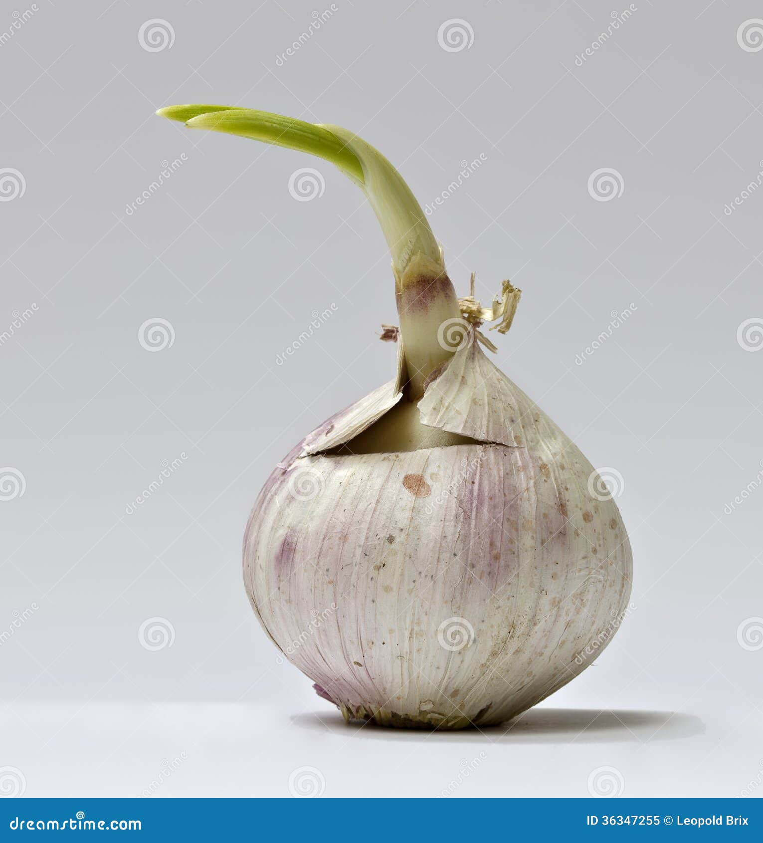 Germinated Chinese Garlic #1 Stock Image - Image of spice, food: 36347255