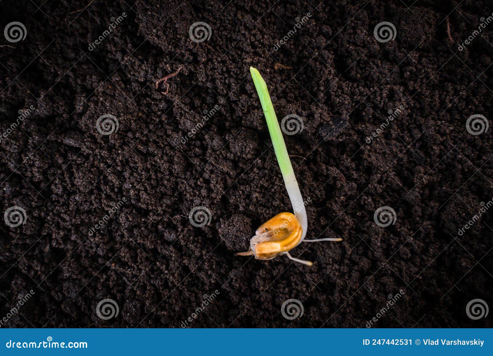 Germinated Corn Seed Close-up on the Ground. Sweet Corn Sprout, Root ...