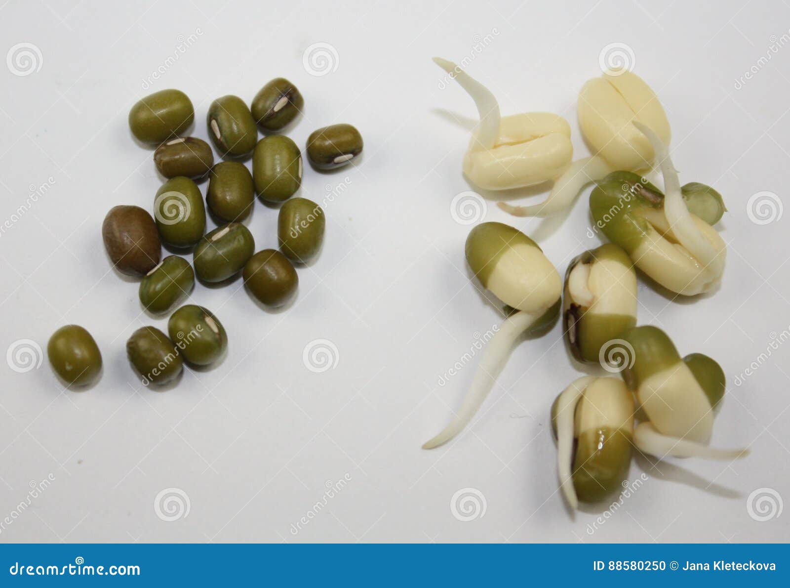 Mung Bean Microgreens In Growing Tray On A White Background. Fresh ...