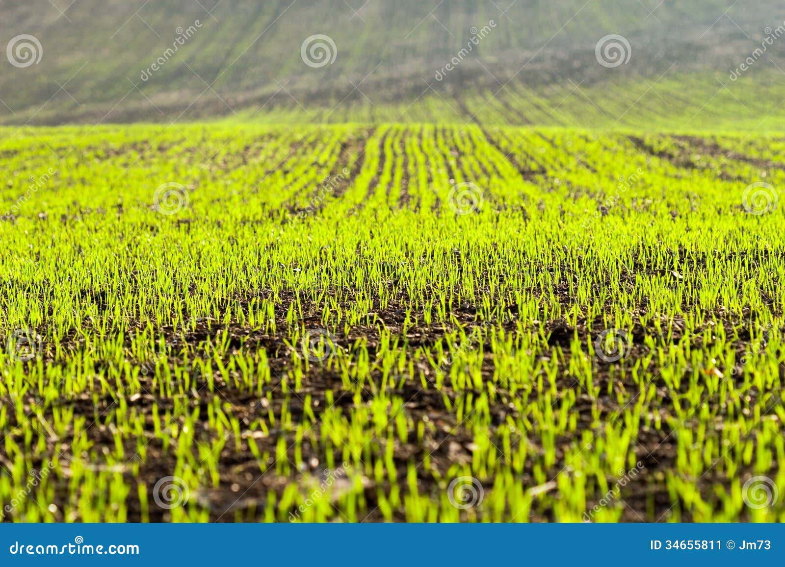 Germinated grain stock image. Image of farming, background - 34655811