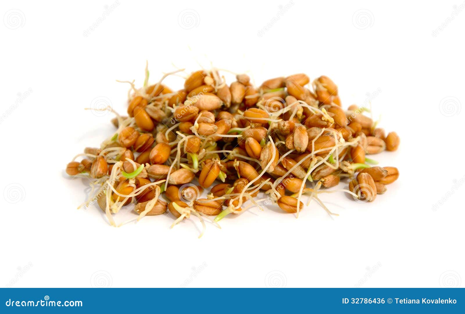 Germinated Grains of Wheat. Stock Photo - Image of healthy, gluten ...