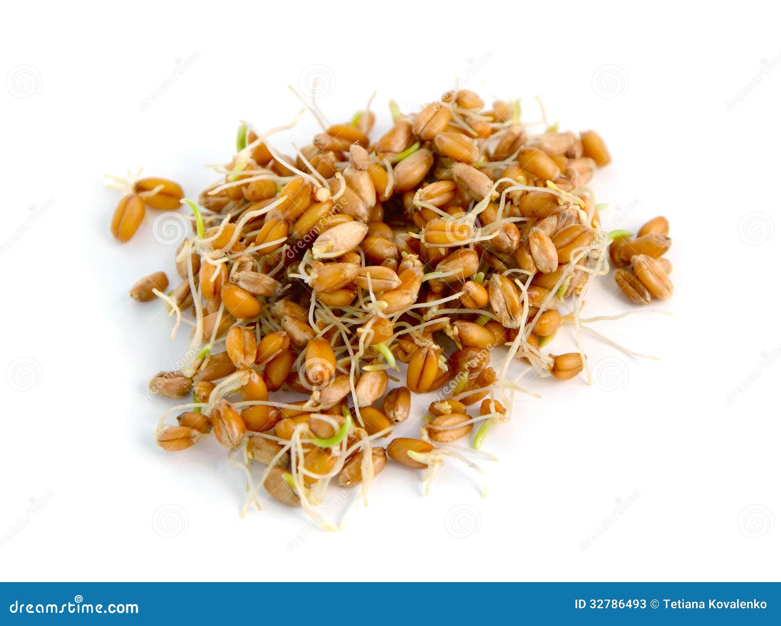 Germinated Grains of Wheat. Stock Image - Image of malt, blastema: 32786493