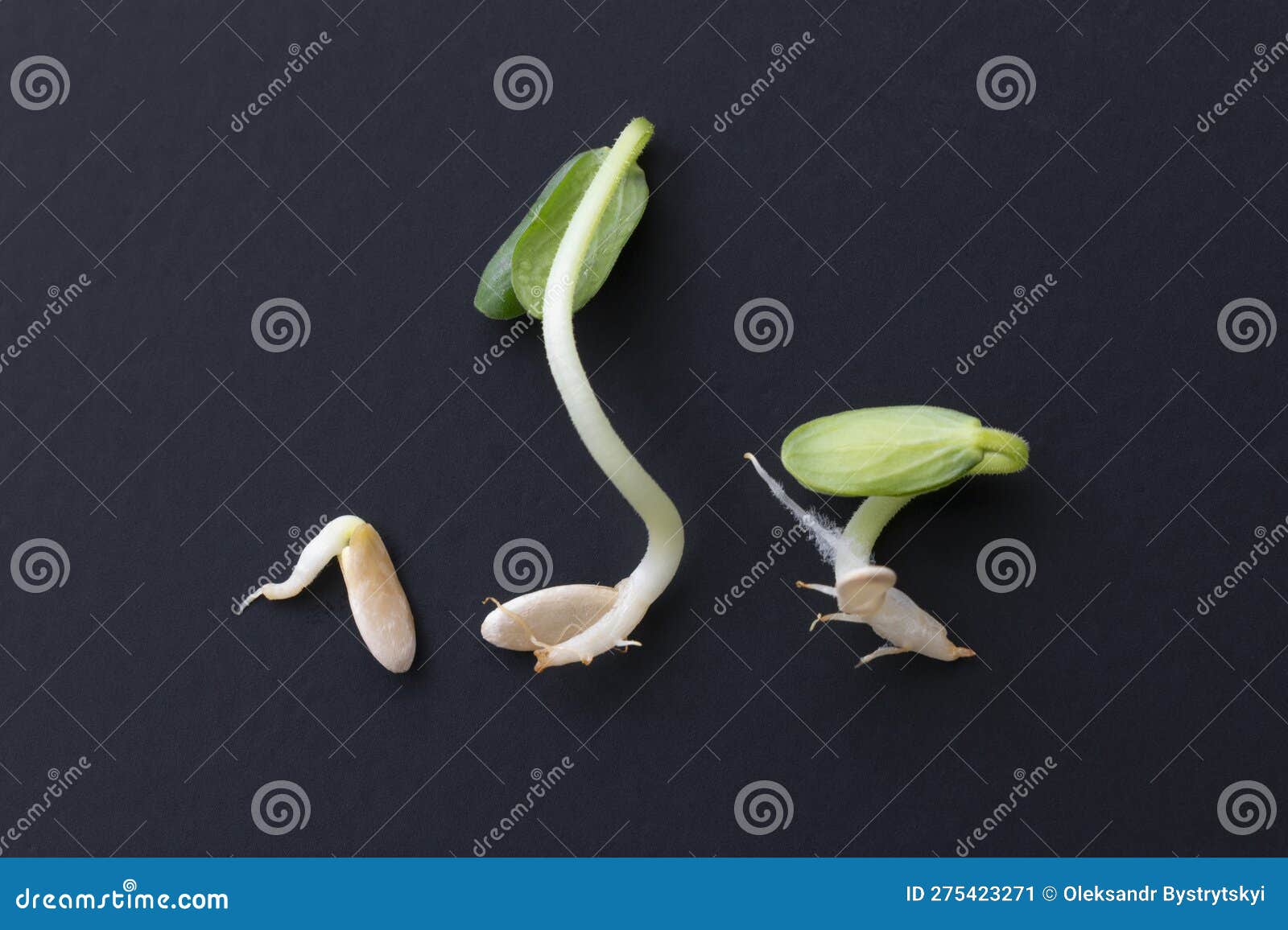 Germinated plant seed, stock image. Image of closeup - 275423271