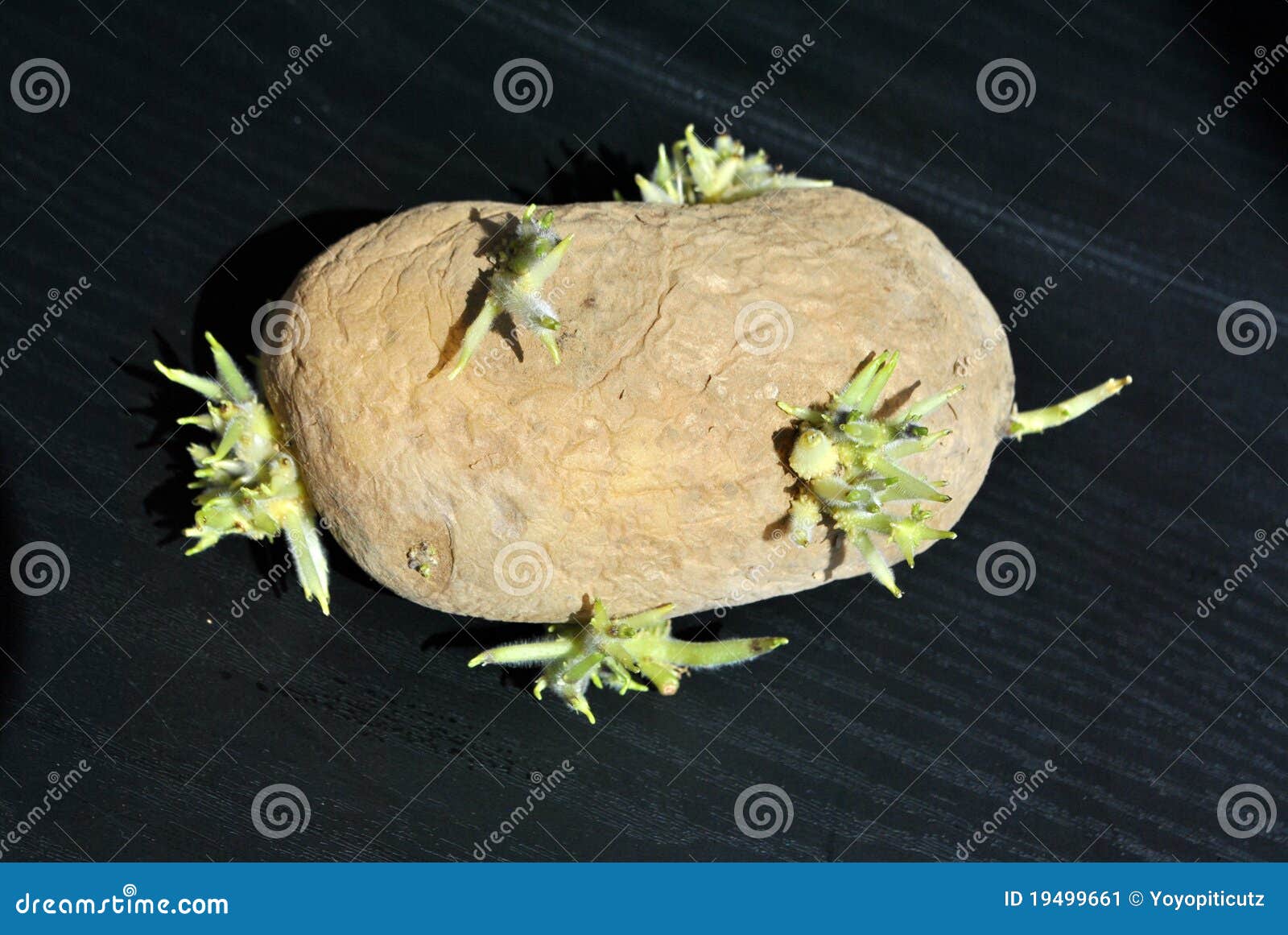 Germinated potato stock image. Image of agriculture, root - 19499661