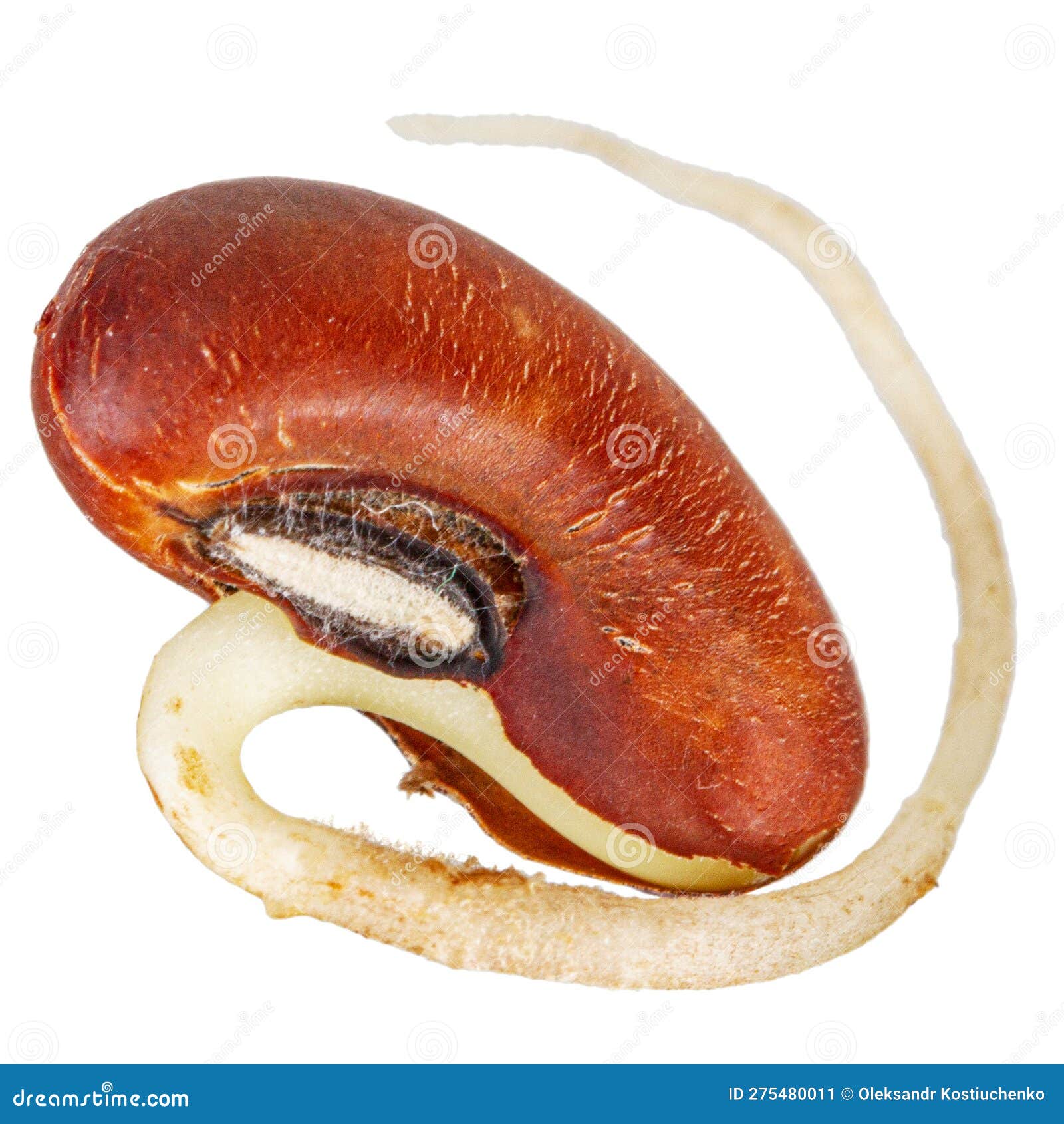 Germinated Seed, Young Sprout, Isolated on White Background Stock Image ...