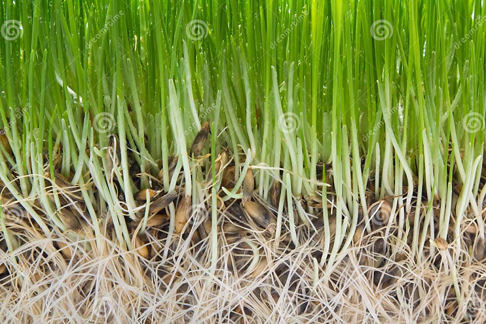 Germinated seeds stock image. Image of grass, growth - 23906633