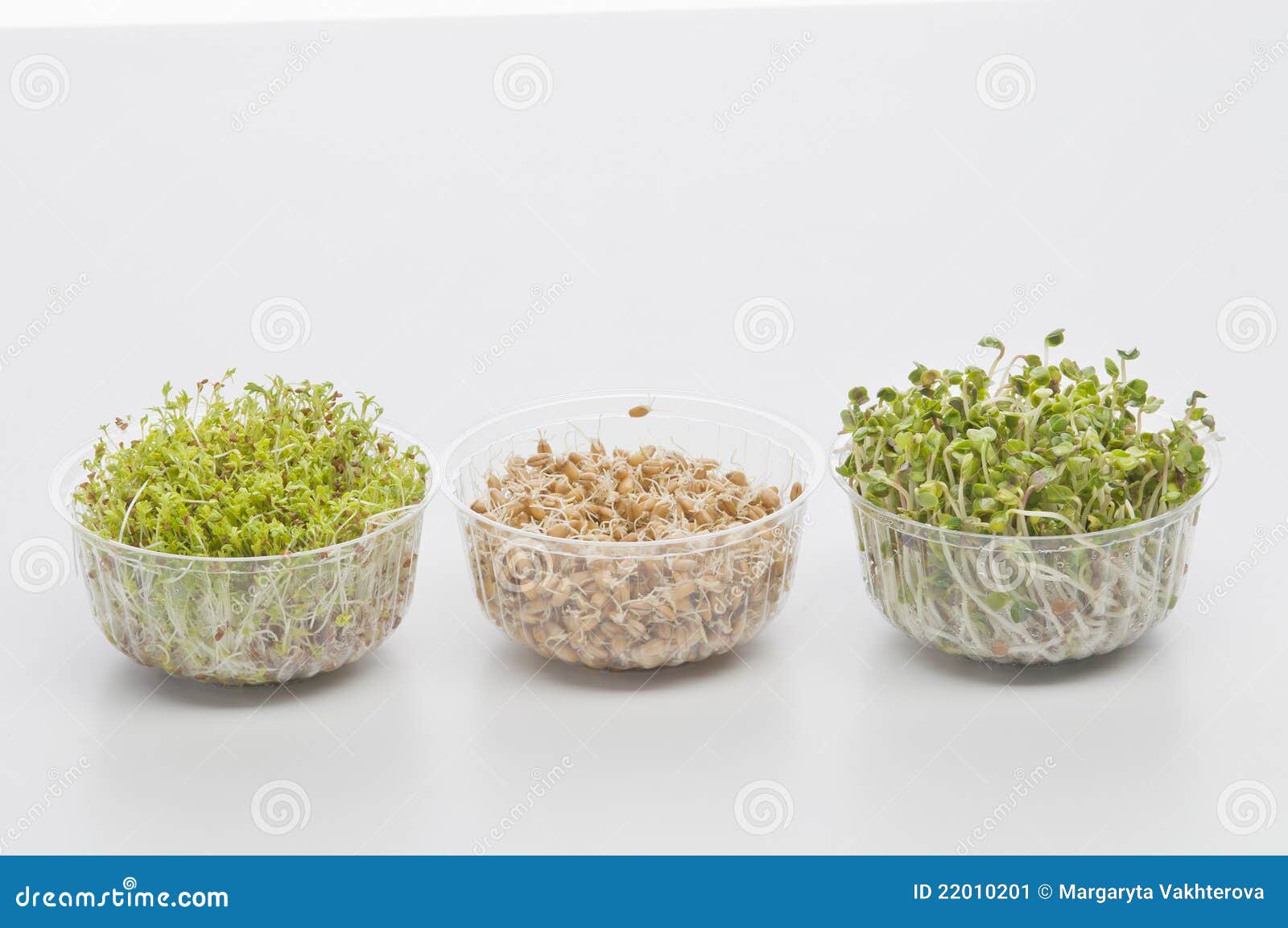 Germinated Seeds of Cress, Radish, Wheat Stock Image - Image of healthy ...