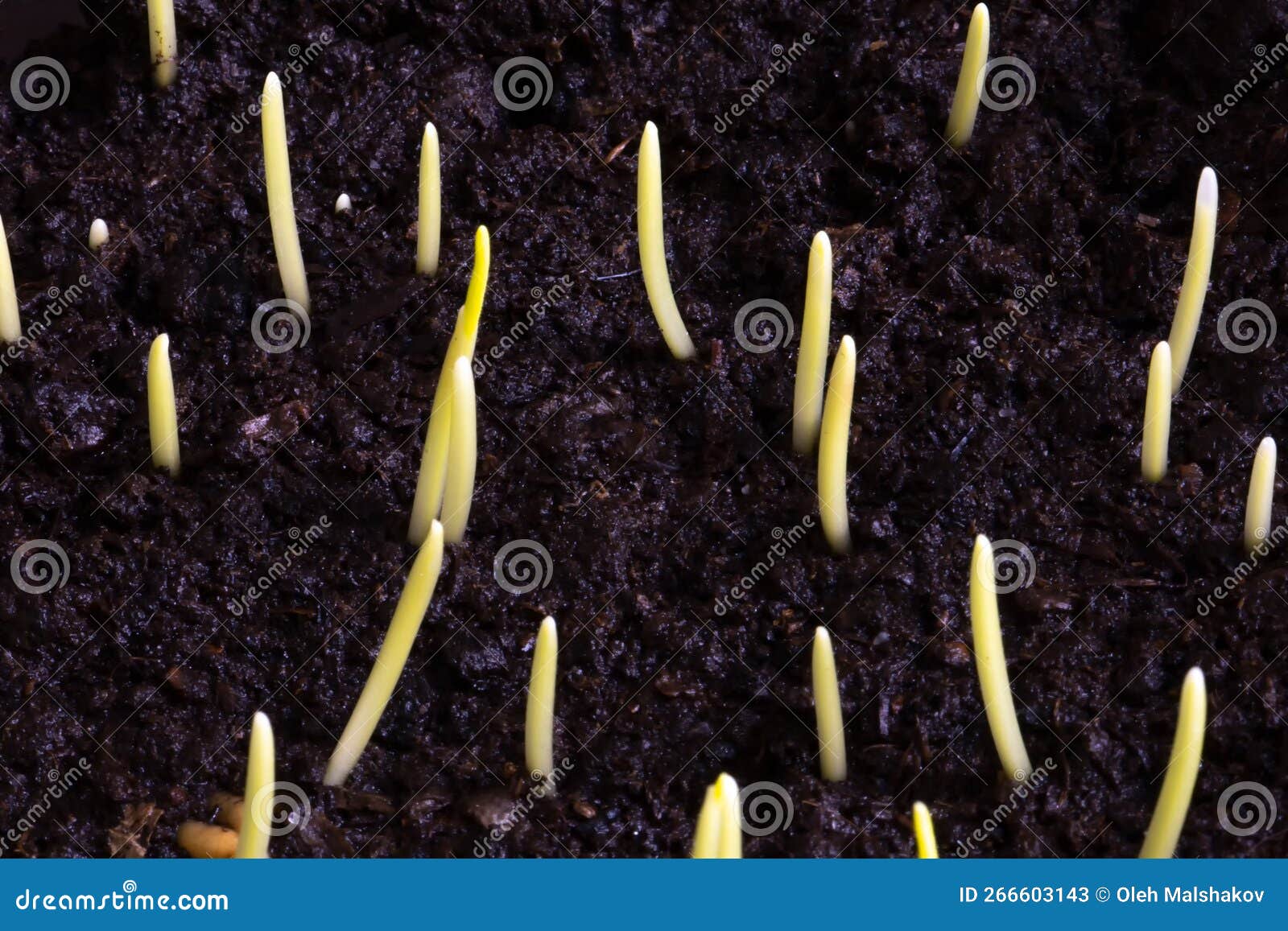 Germinated Shoots of Corn on the Ground Stock Image - Image of plant ...