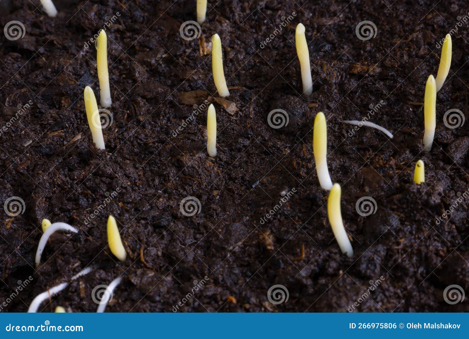 Germinated Shoots of Corn on the Ground Stock Photo - Image of grass ...