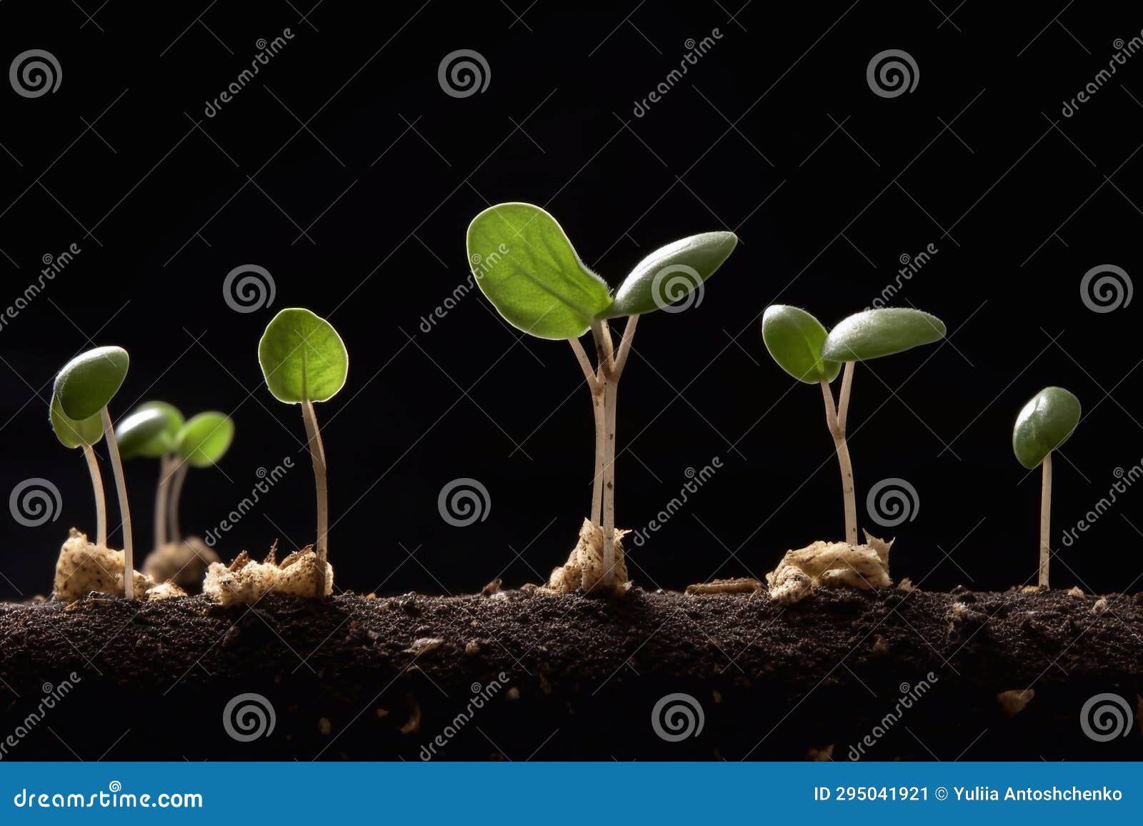 Germinated Sprouts. the Initial Stage of Development Stock Illustration ...