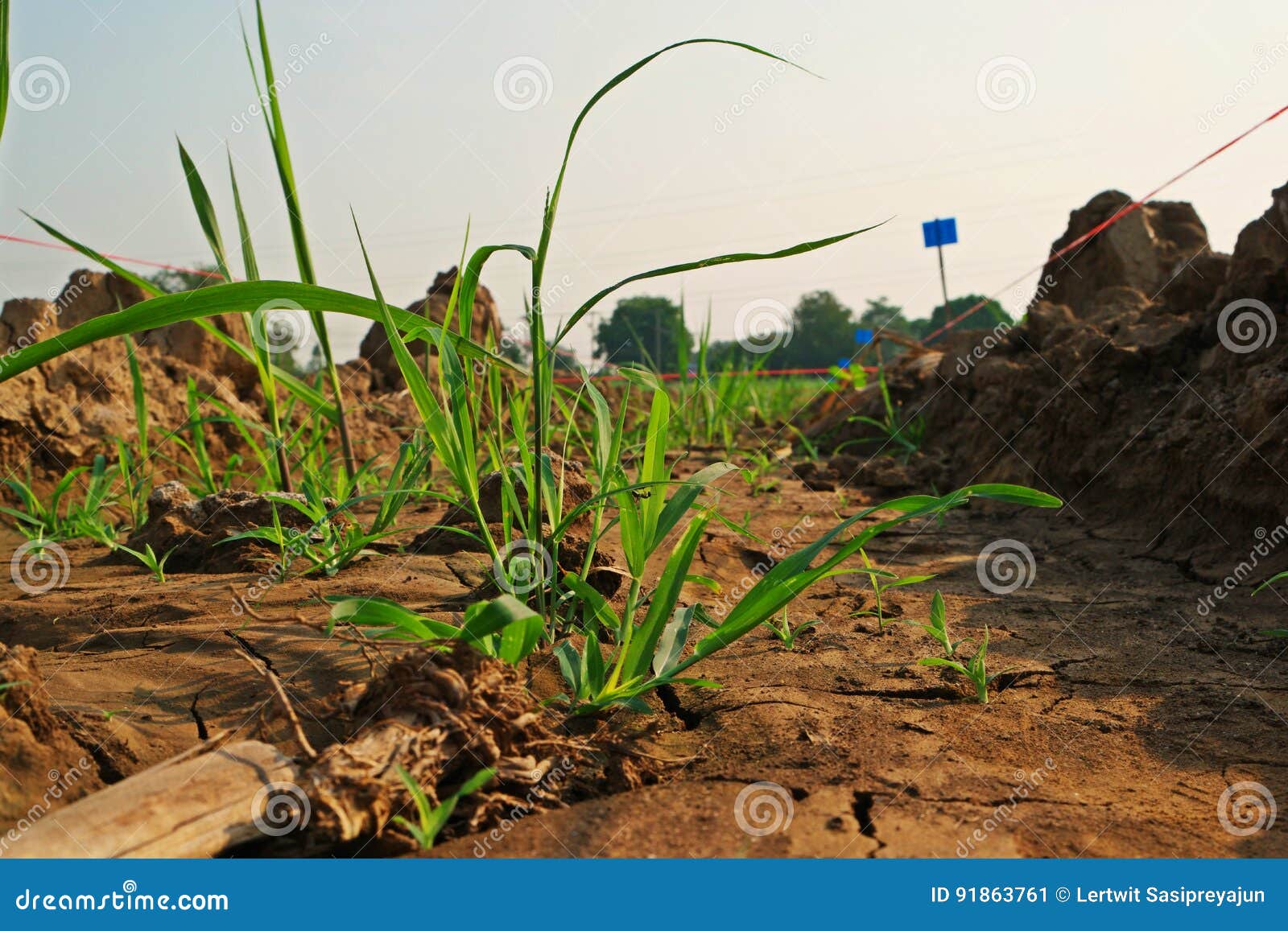 Germinated Sugarcane in Field Stock Image - Image of weeds, summer ...