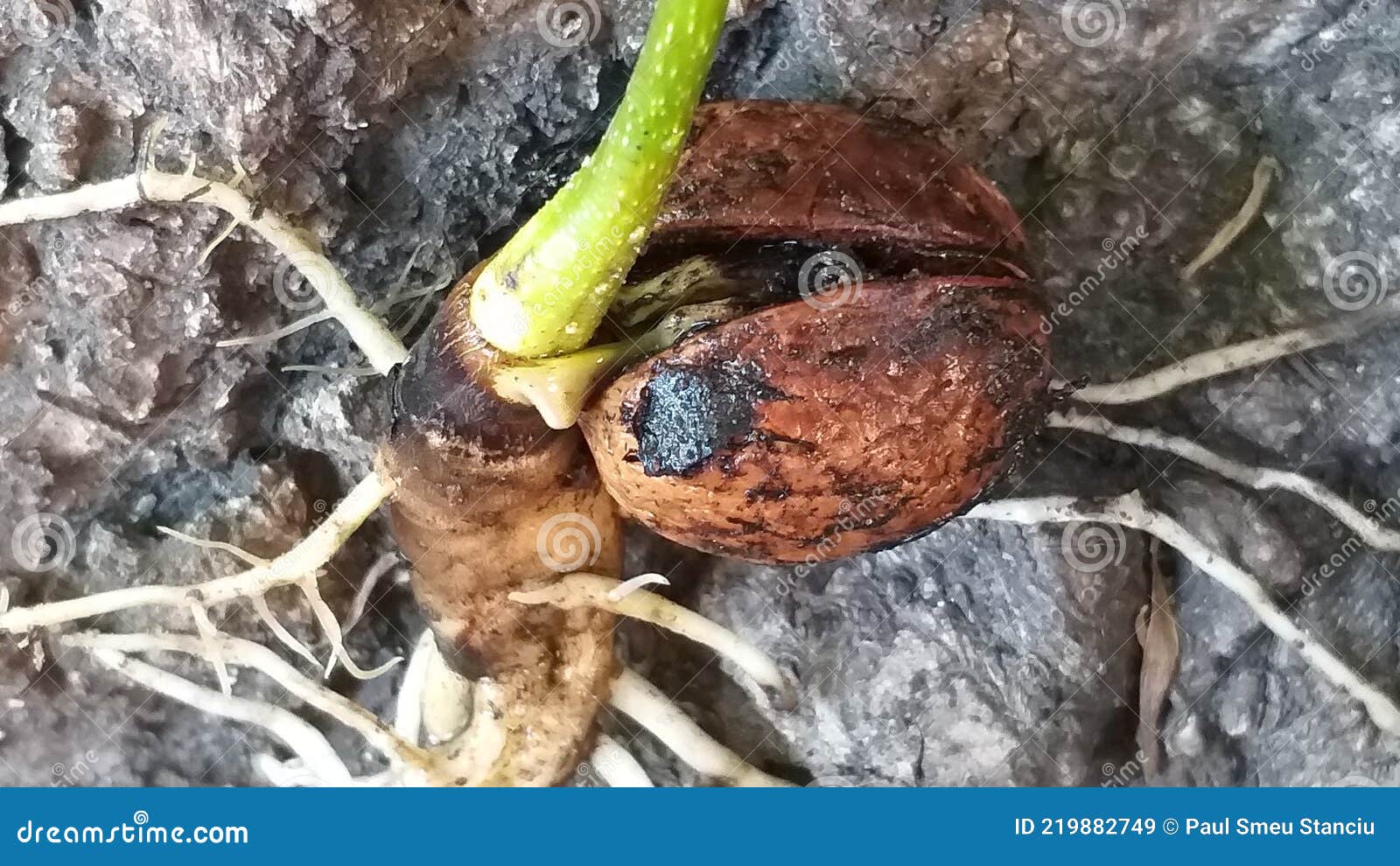 Germinated Walnut Seed Stock Photos - Free & Royalty-Free Stock Photos ...