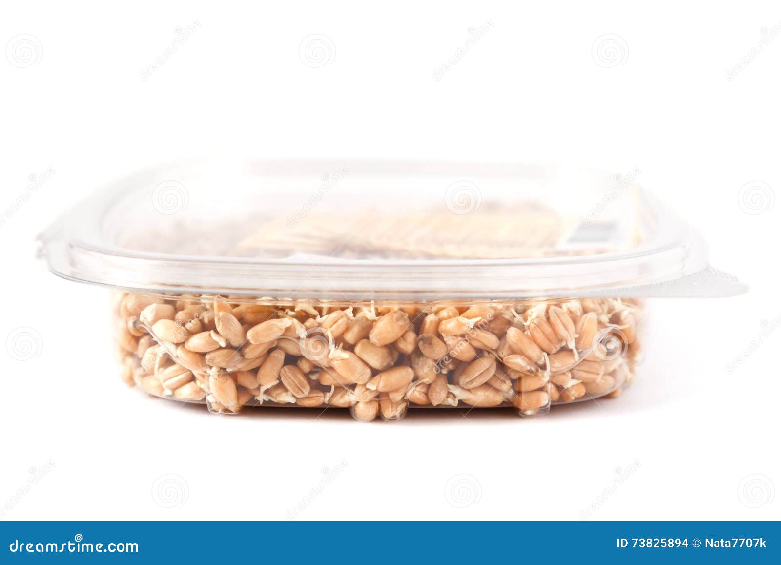 Germinated Wheat in a Container Stock Photo - Image of white ...