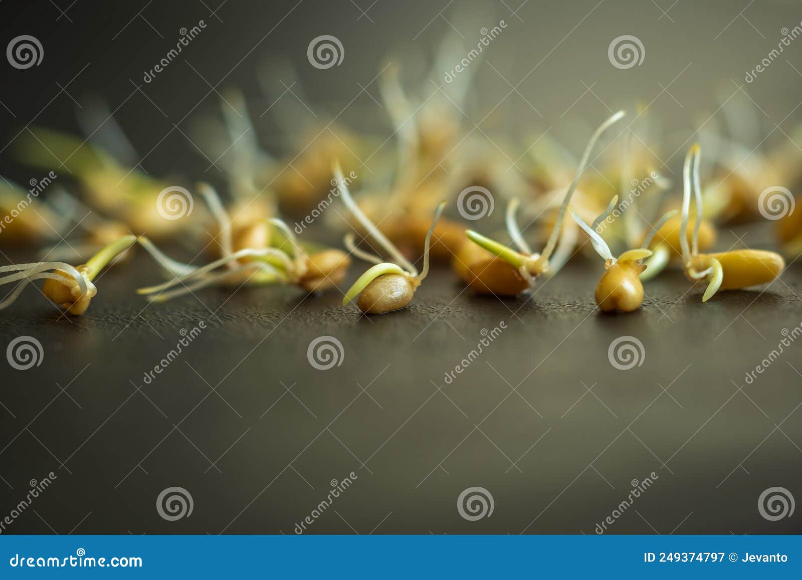 Germinated Wheat Grain Sprouts Texture Background Flat Overhead View ...