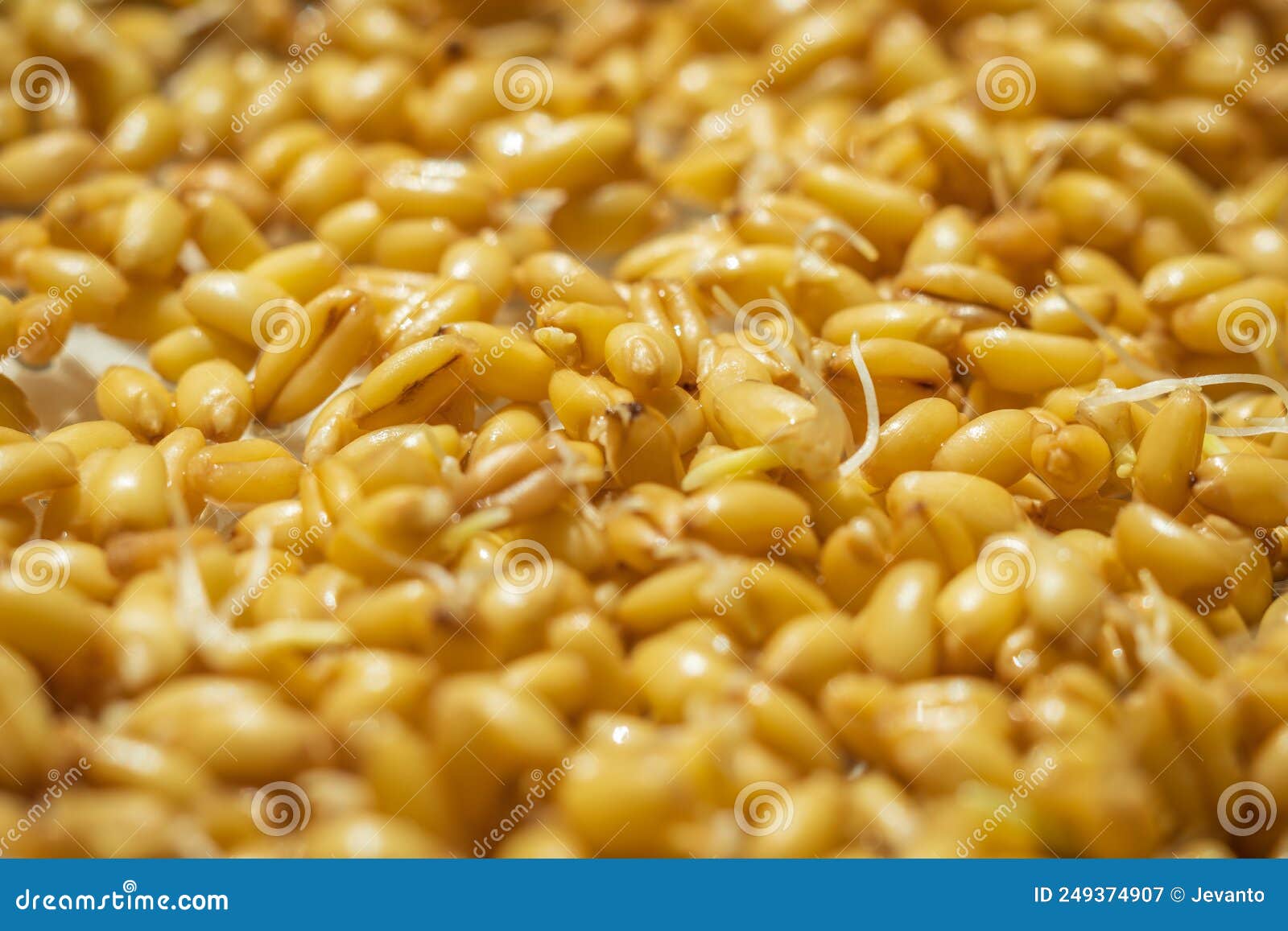 Germinated Wheat Grain Sprouts Texture Background Flat Overhead View ...