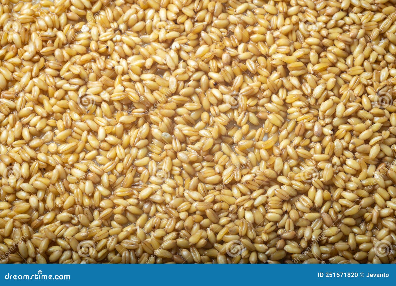 Germinated Wheat Grain Sprouts Texture Background Flat Overhead View ...