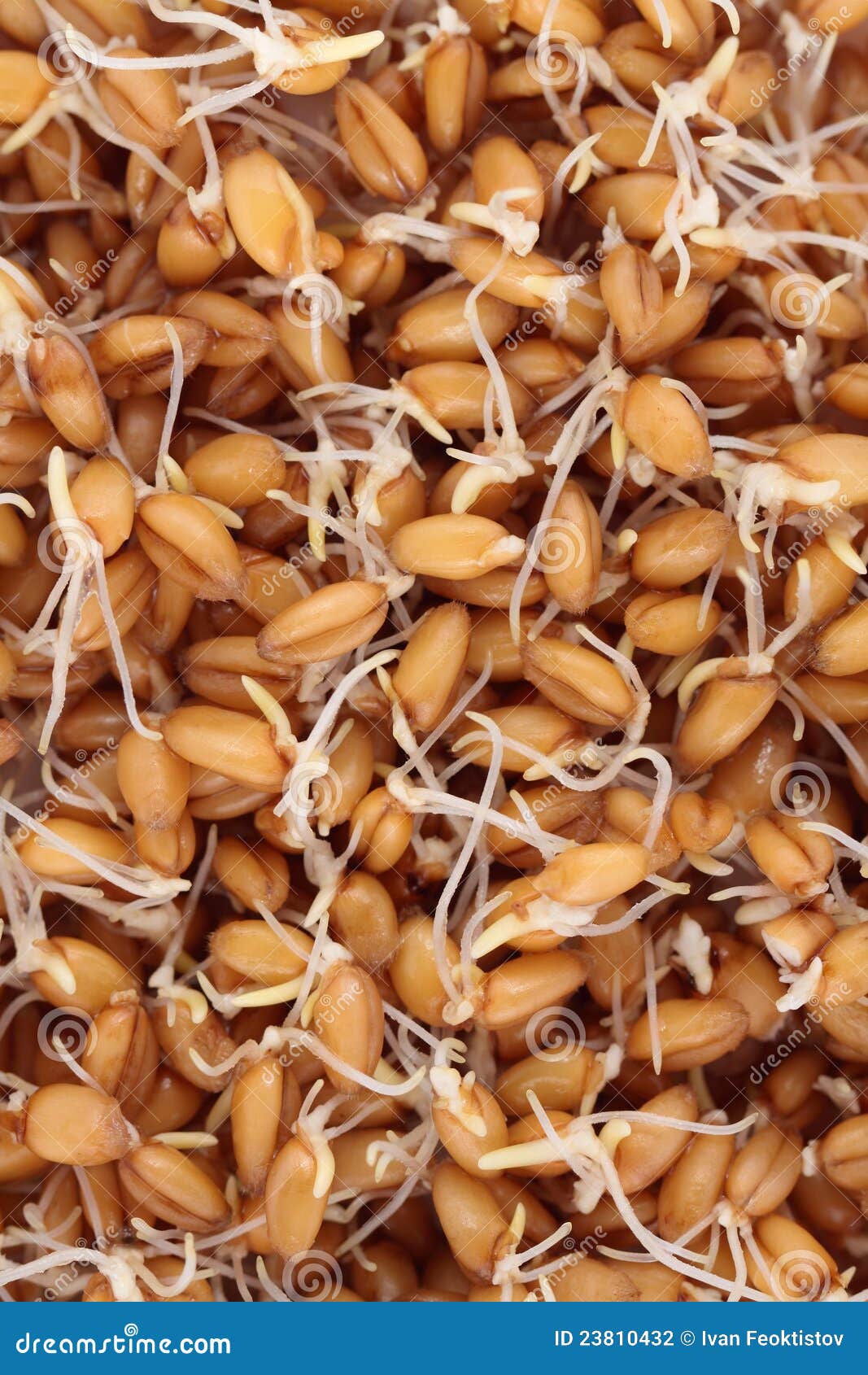 Germinated Wheat Grains As Background Stock Photo - Image of plant ...