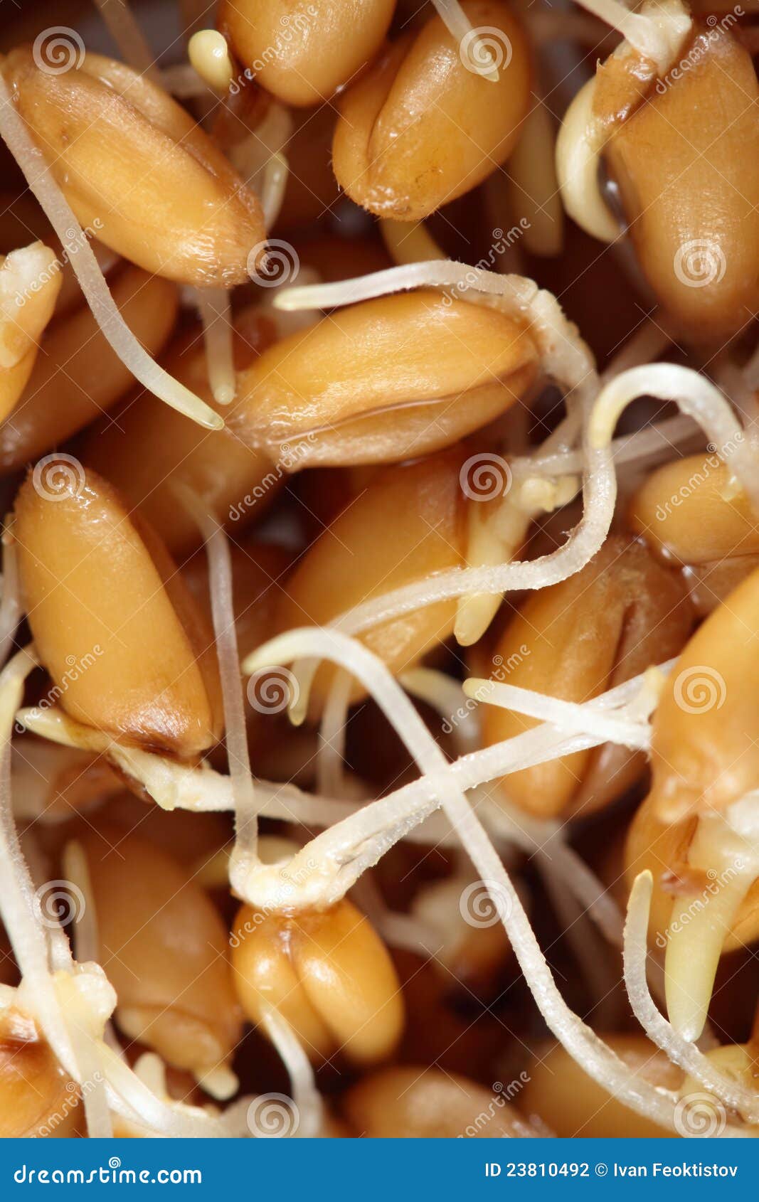 Germinated Wheat Grains As Background Stock Photo - Image of growth ...