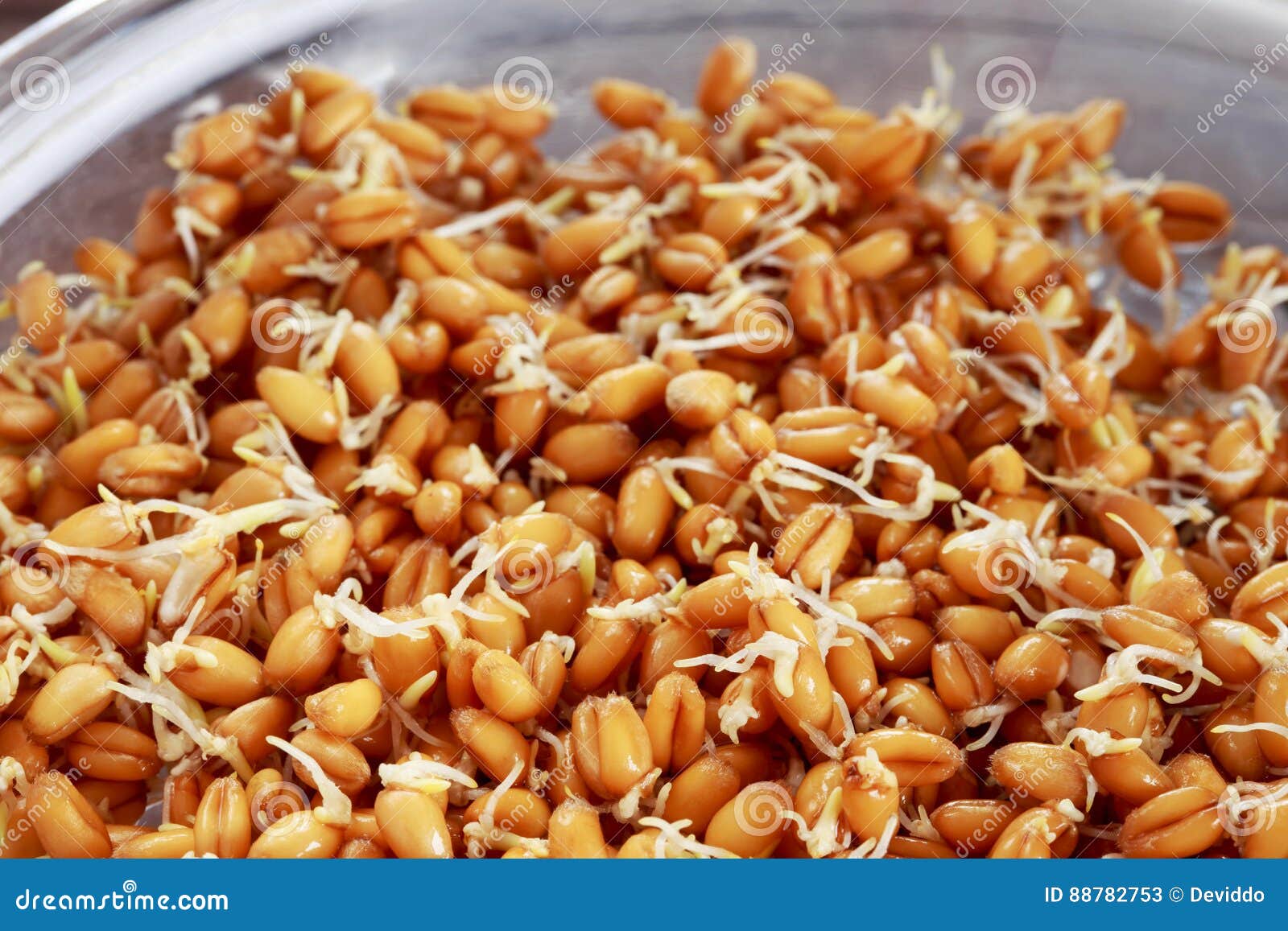 Germinated wheat grains stock image. Image of brown, life - 88782753