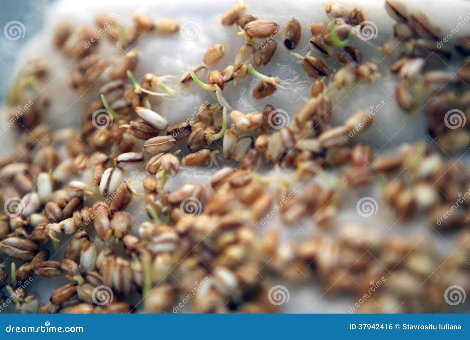 Germinated wheat grains stock photo. Image of healthcare - 37942416