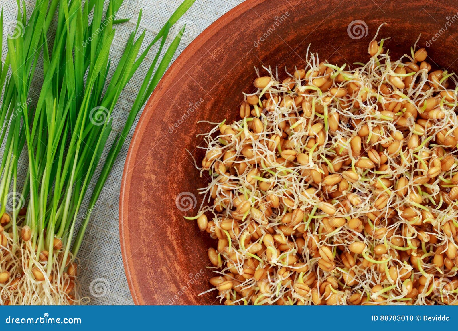 Germinated wheat grains stock photo. Image of nutrient - 88783010