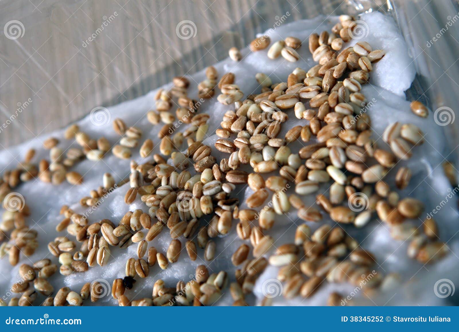 Germinated wheat grains stock photo. Image of ingredients - 38345252