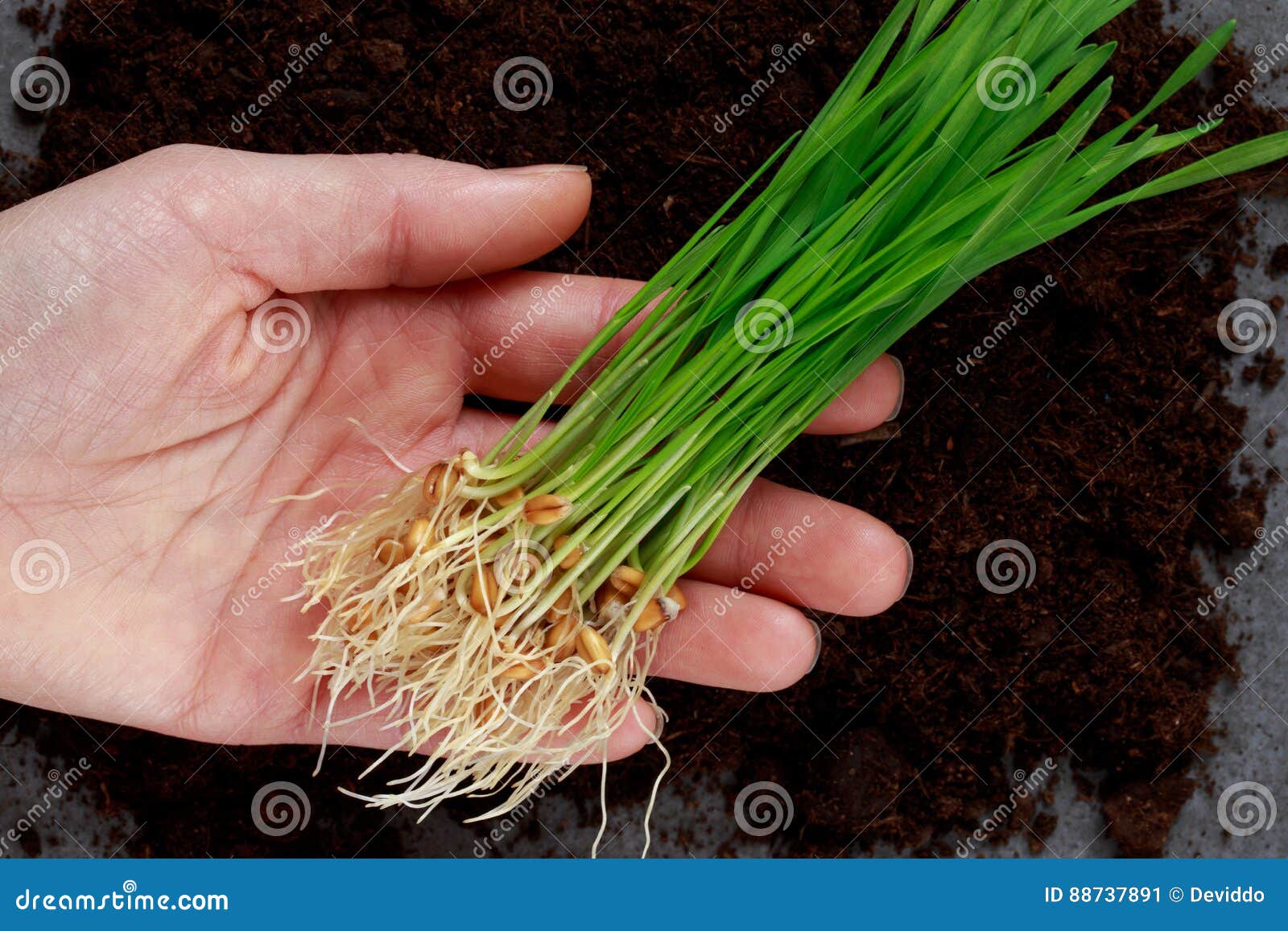 Germinated wheat grains stock image. Image of brown, agriculture - 88737891