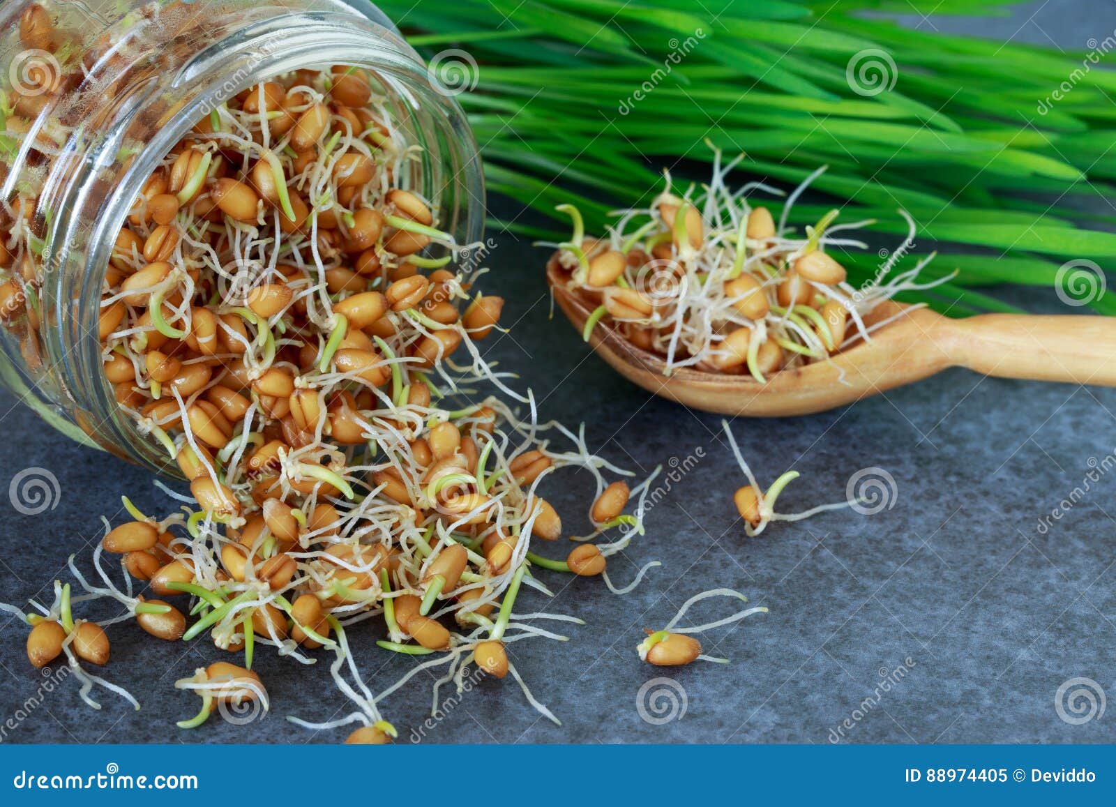 Germinated wheat grains stock image. Image of bank, green - 88974405