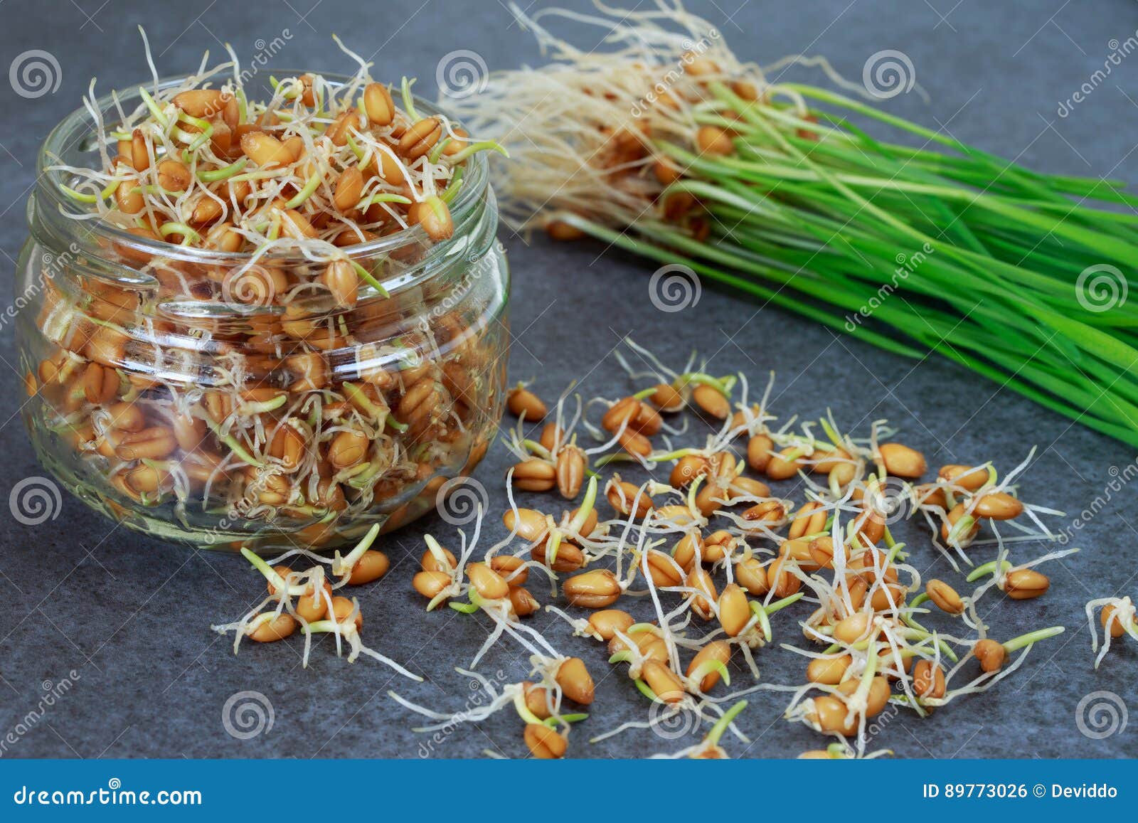 Germinated wheat grains stock photo. Image of processed - 89773026