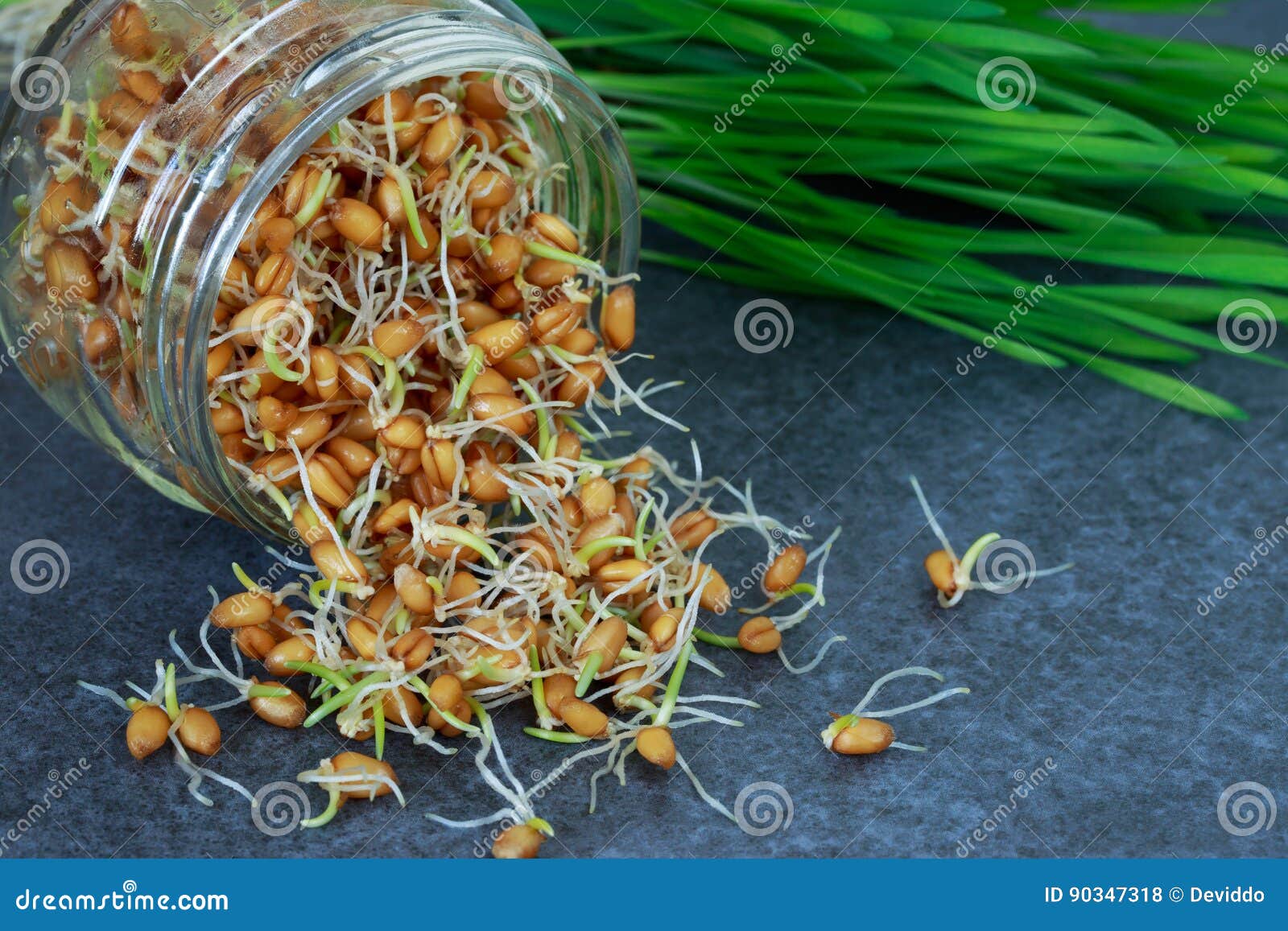 Germinated wheat grains stock photo. Image of gluten - 90347318