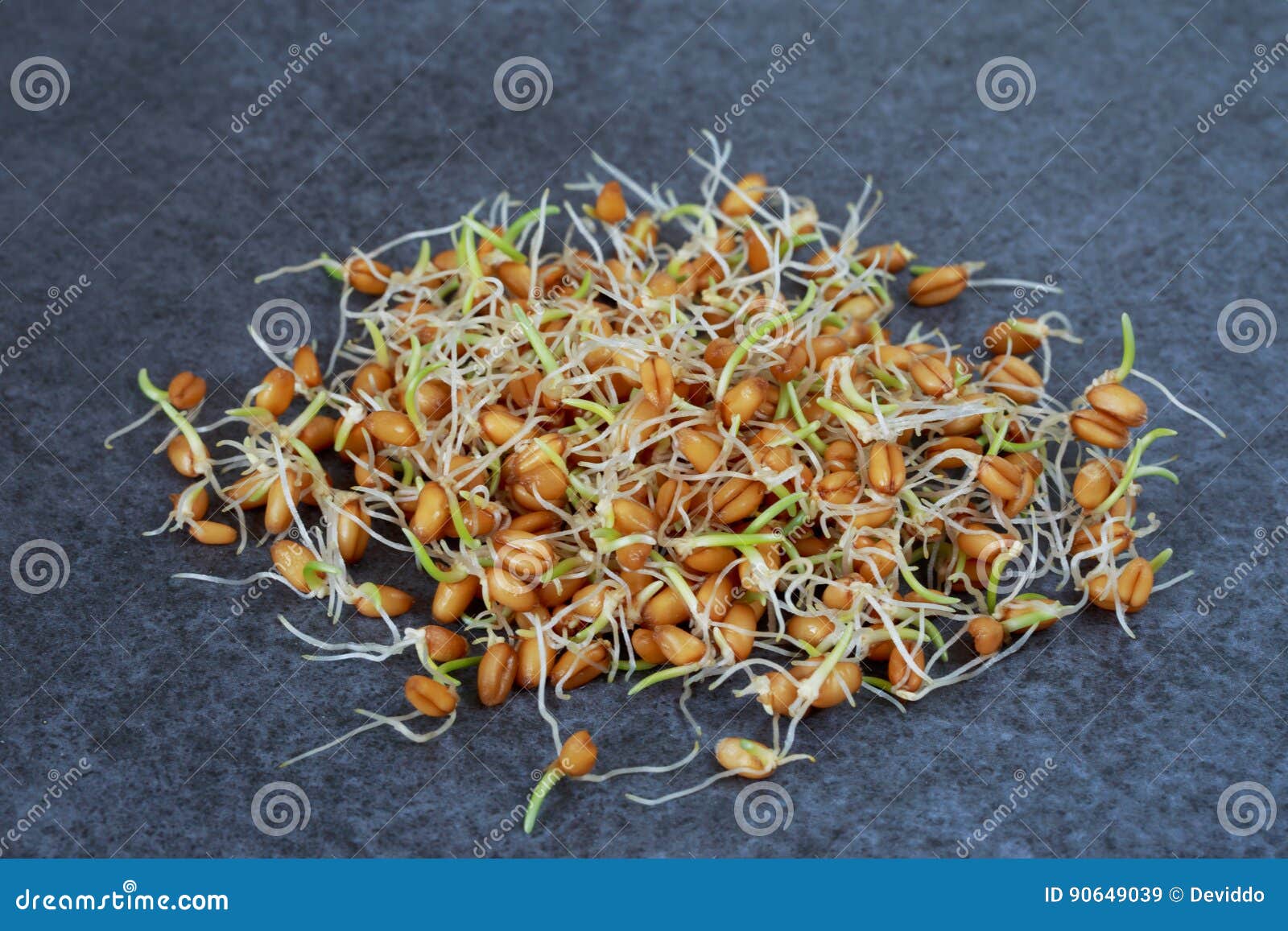 Germinated wheat grains stock image. Image of nature - 90649039