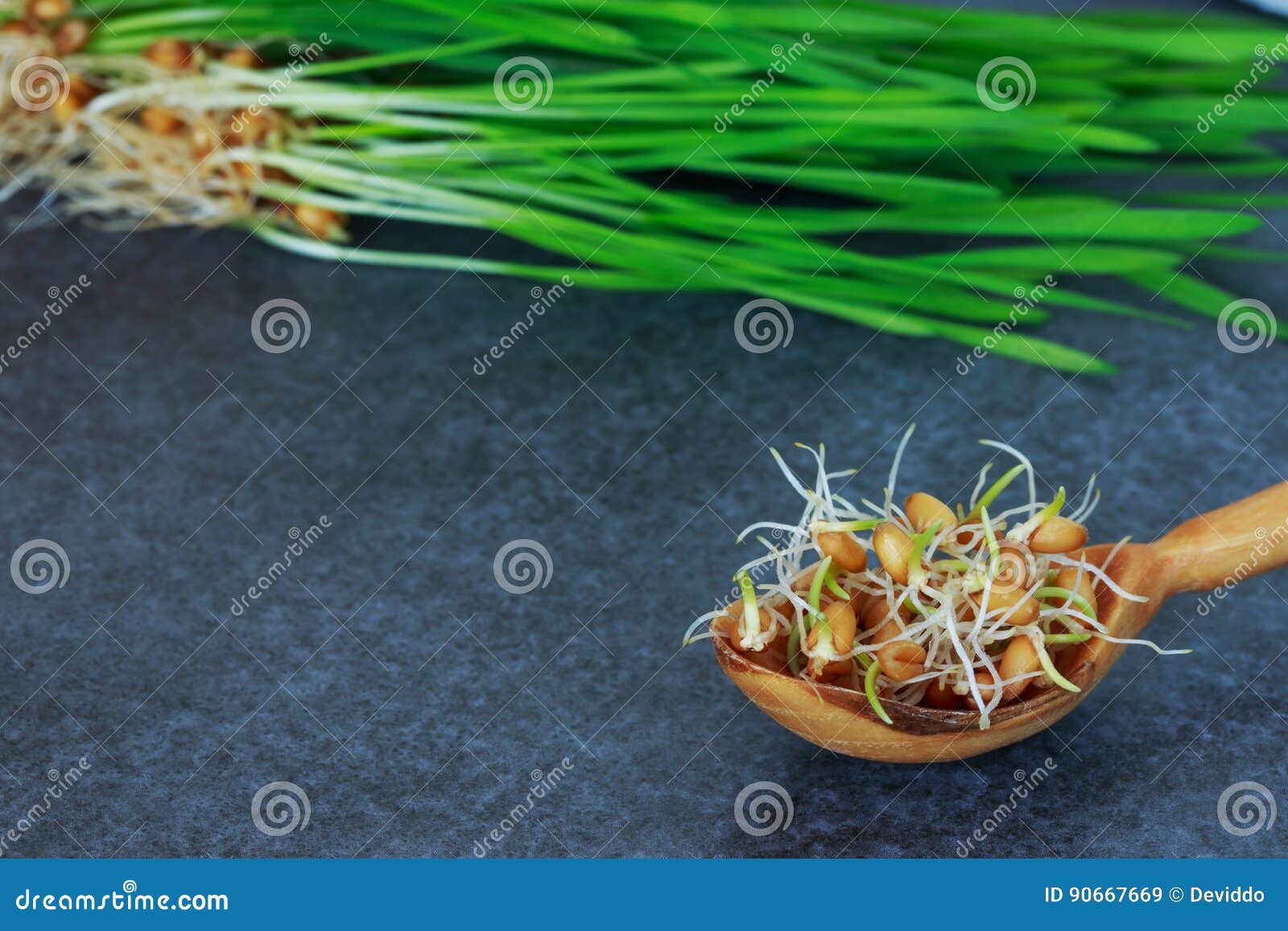 Germinated wheat grains stock image. Image of seed, root - 90667669