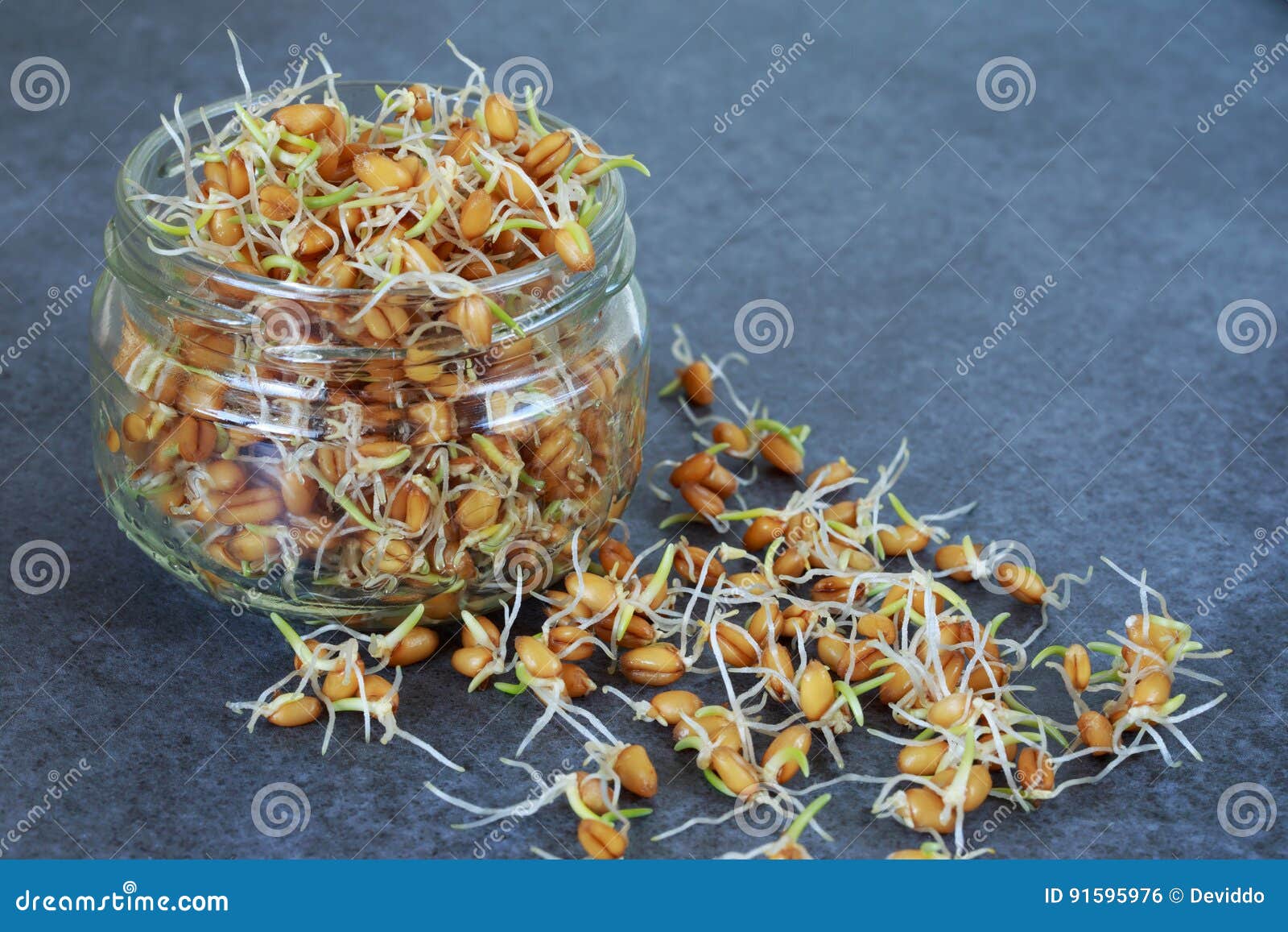 Germinated wheat grains stock photo. Image of crop, food - 91595976