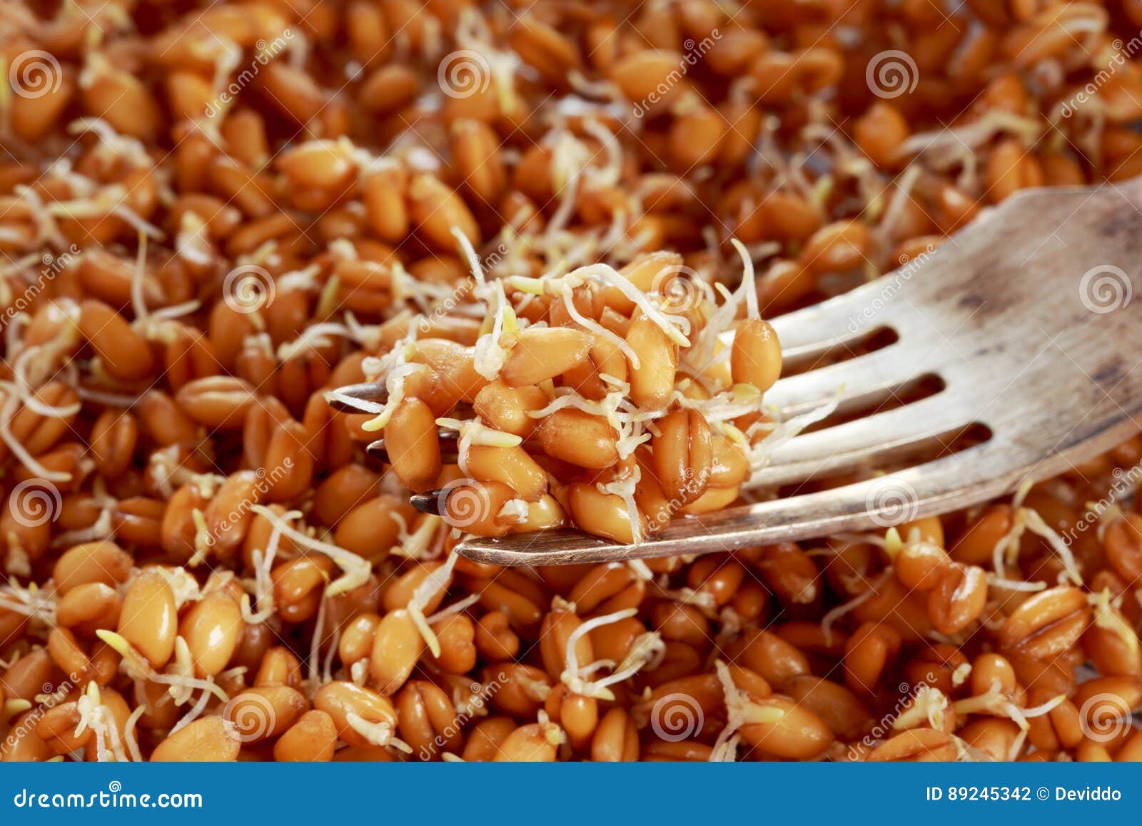Germinated wheat grains stock photo. Image of processed - 89245342