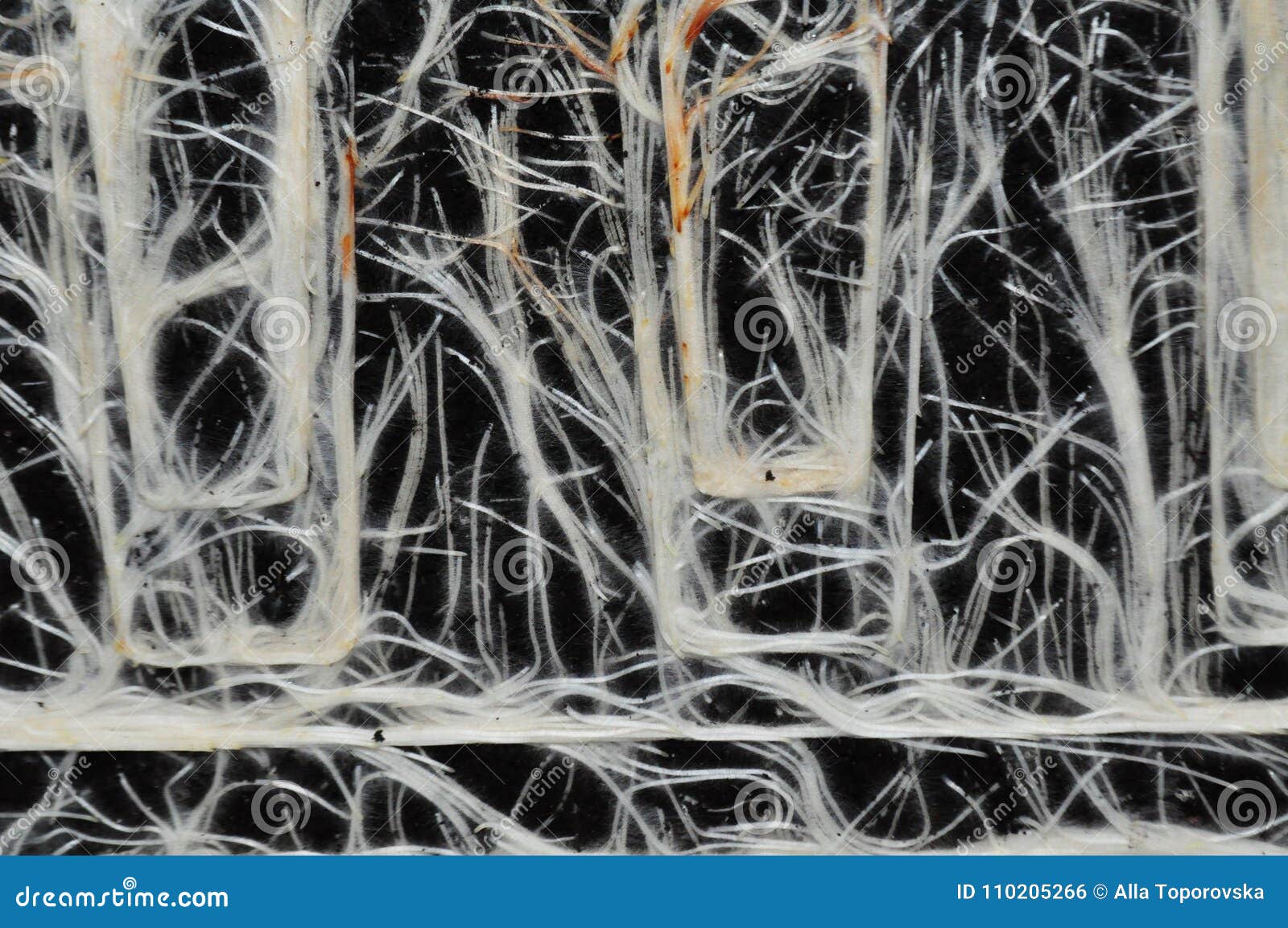 Plants of Wheat with Beautiful White Roots Stock Photo - Image of ...