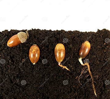 Germinating acorns stock image. Image of growing, macro - 11802831